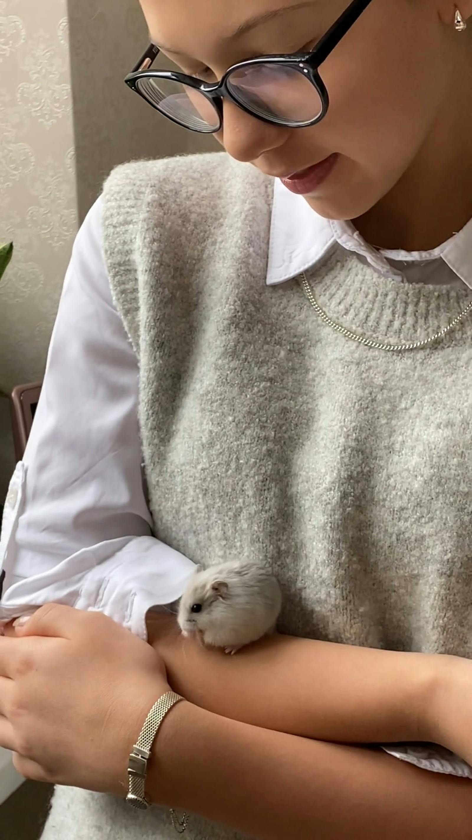 Hamster Videos, Download The BEST Free 4k Stock Video Footage & Hamster ...