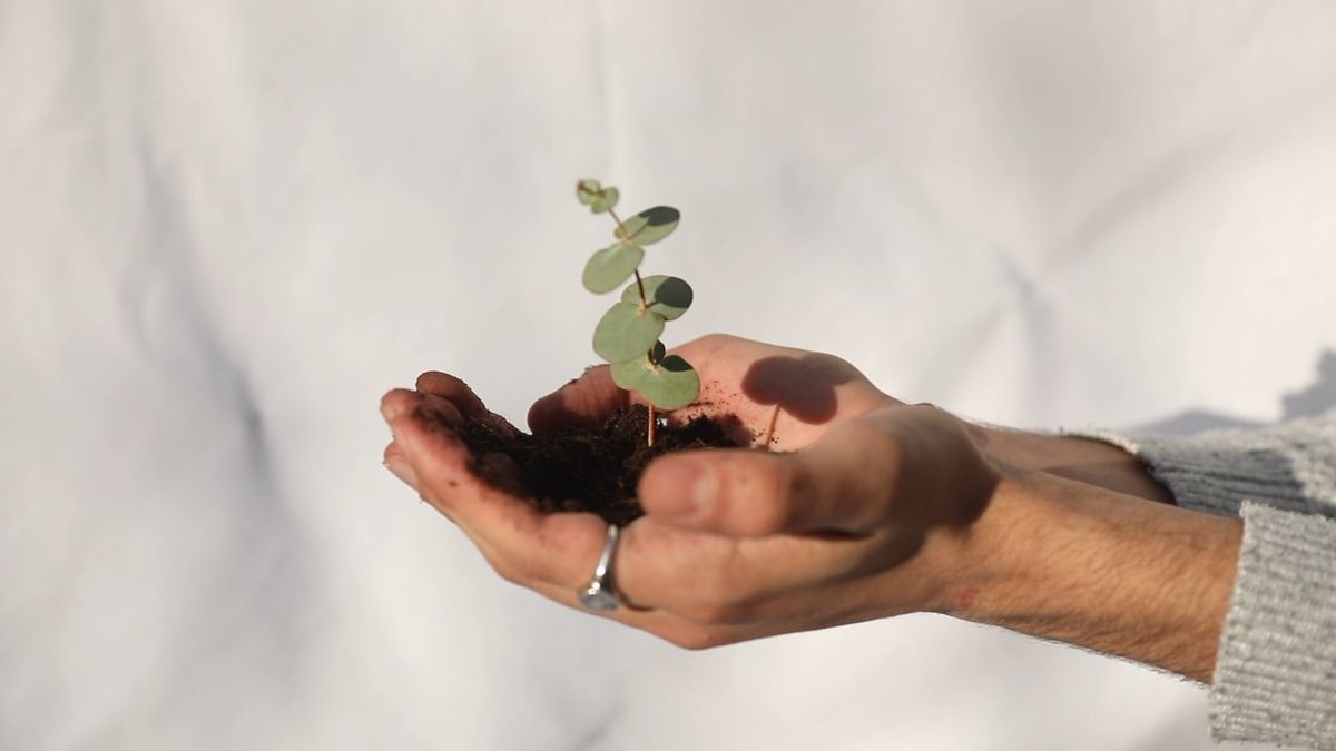 Planting Trees Videos, Download The BEST Free 4k Stock Video Footage ...