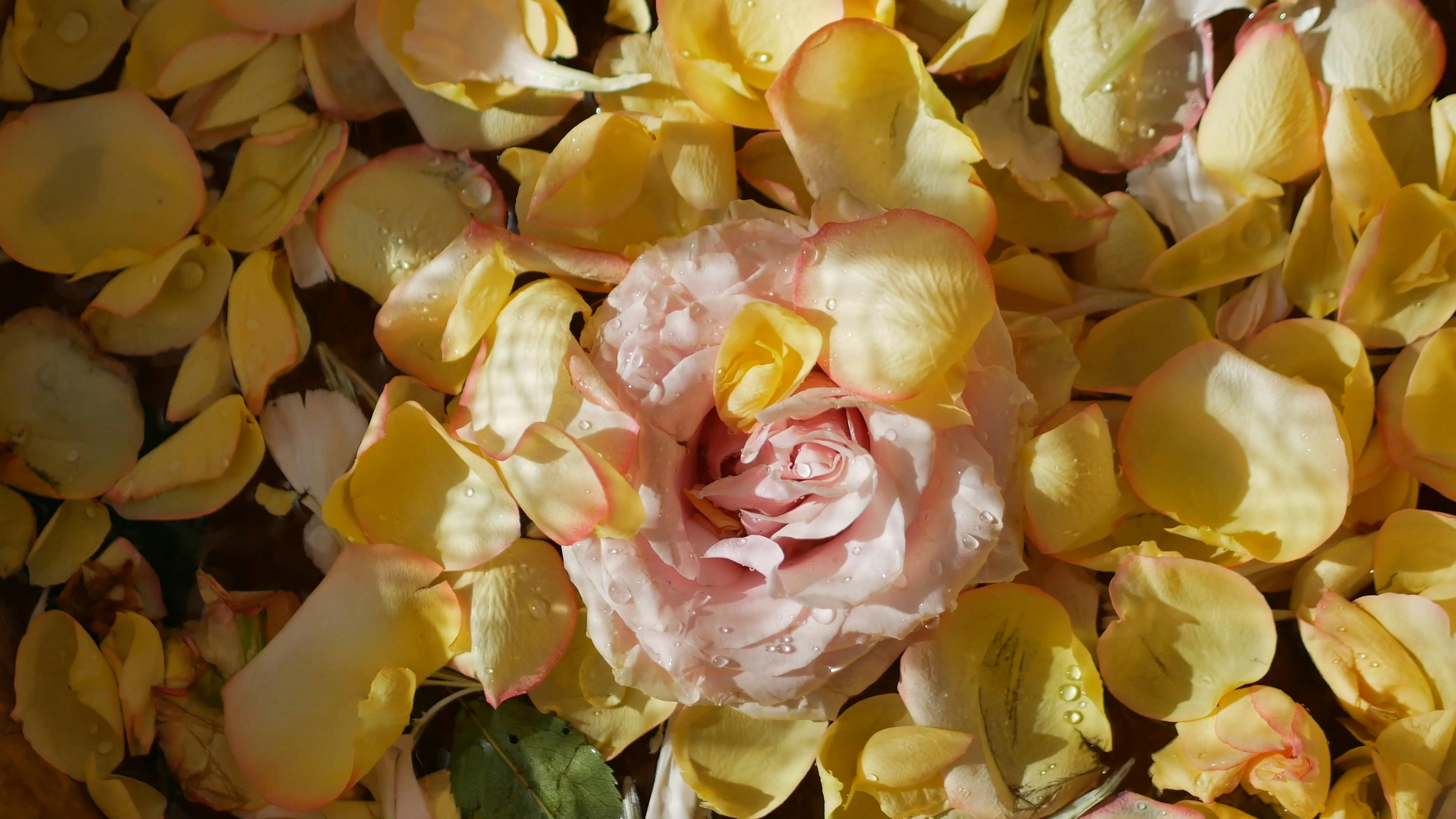 A Close-Up Video of Floating Roses Free Stock Video Footage, Royalty ...