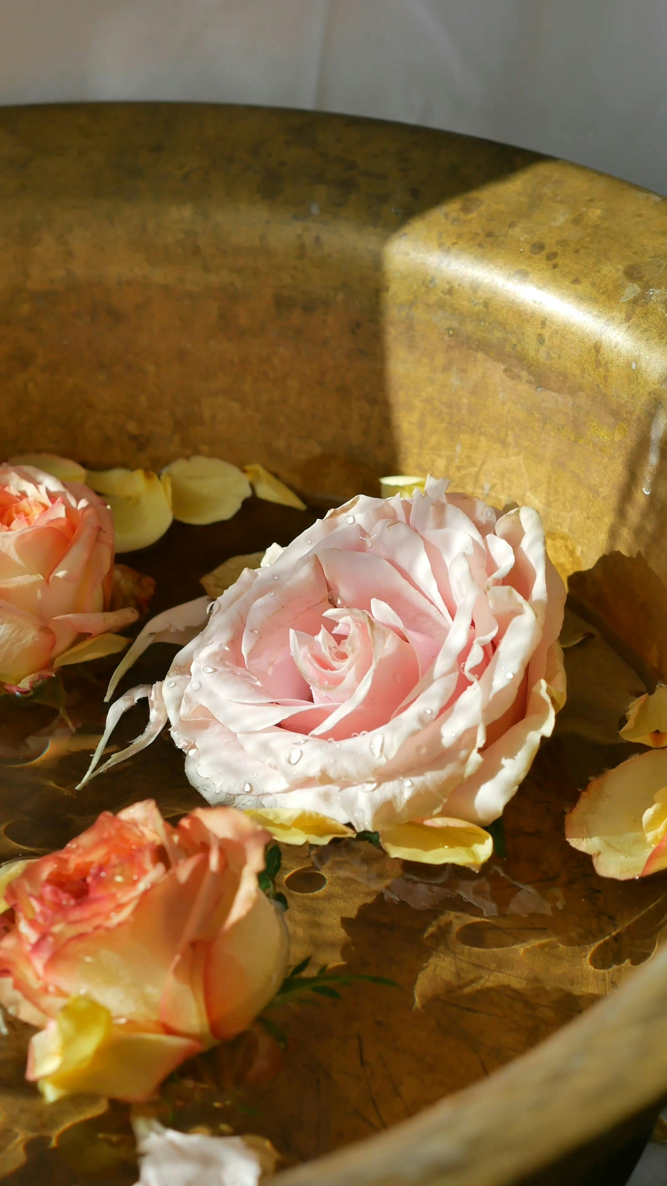 A Close-Up Video of Floating Roses Free Stock Video Footage, Royalty ...