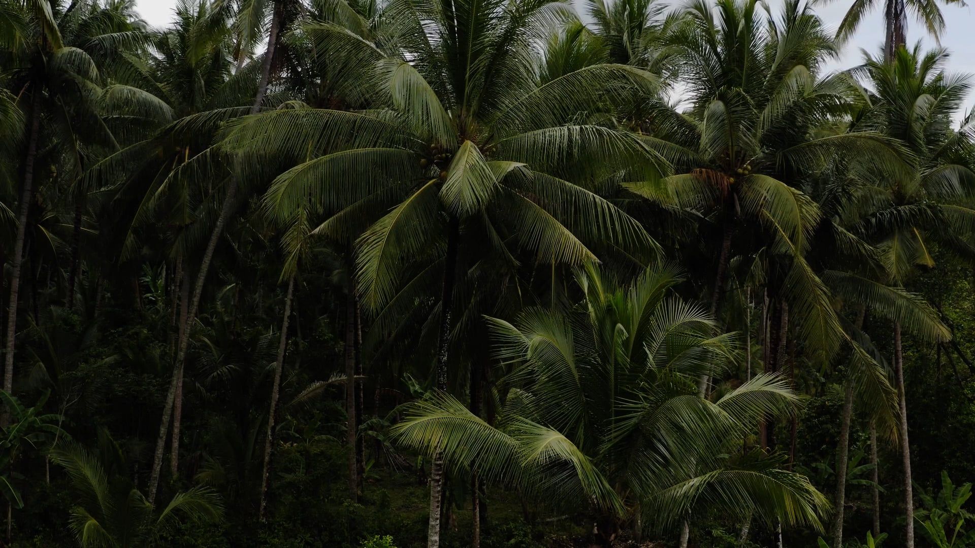 Drone Footage of a Coconut Forest Free Stock Video Footage, Royalty ...