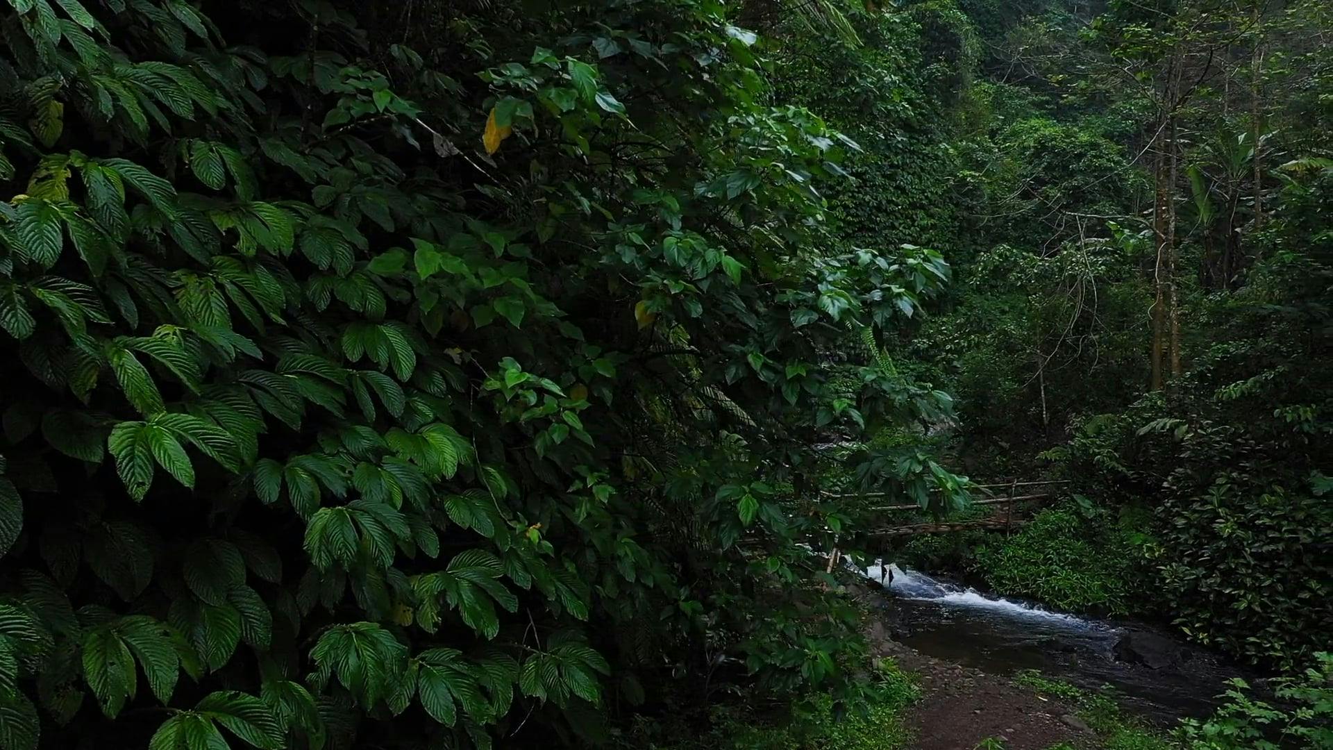 Jungle Adventures Videos, Download The BEST Free 4k Stock Video Footage ...