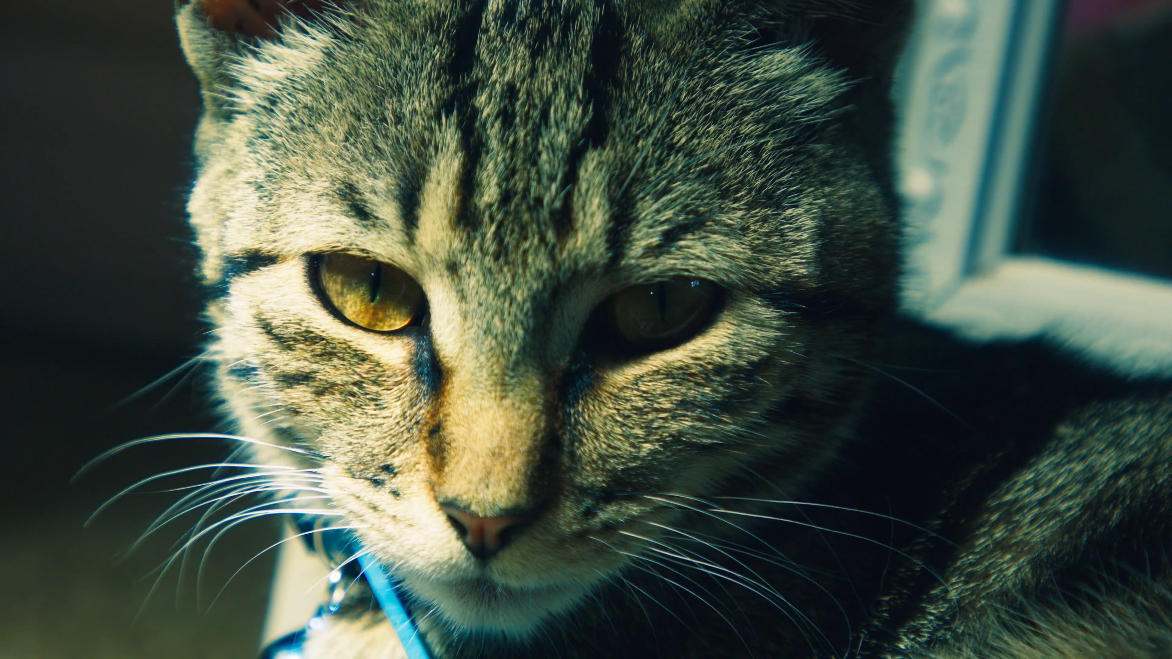 Close-Up Shot of a Cat Free Stock Video Footage, Royalty-Free 4K & HD ...