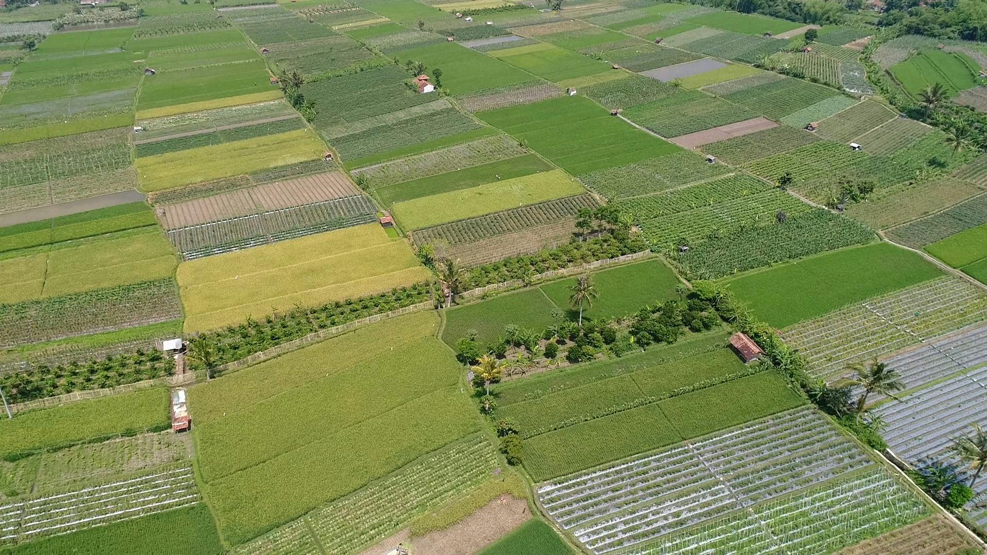 Aerial View of a Rice Field Free Stock Video Footage, Royalty-Free 4K ...