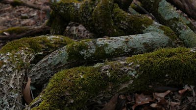 Tree Roots Videos, Download The BEST Free 4k Stock Video Footage & Tree ...