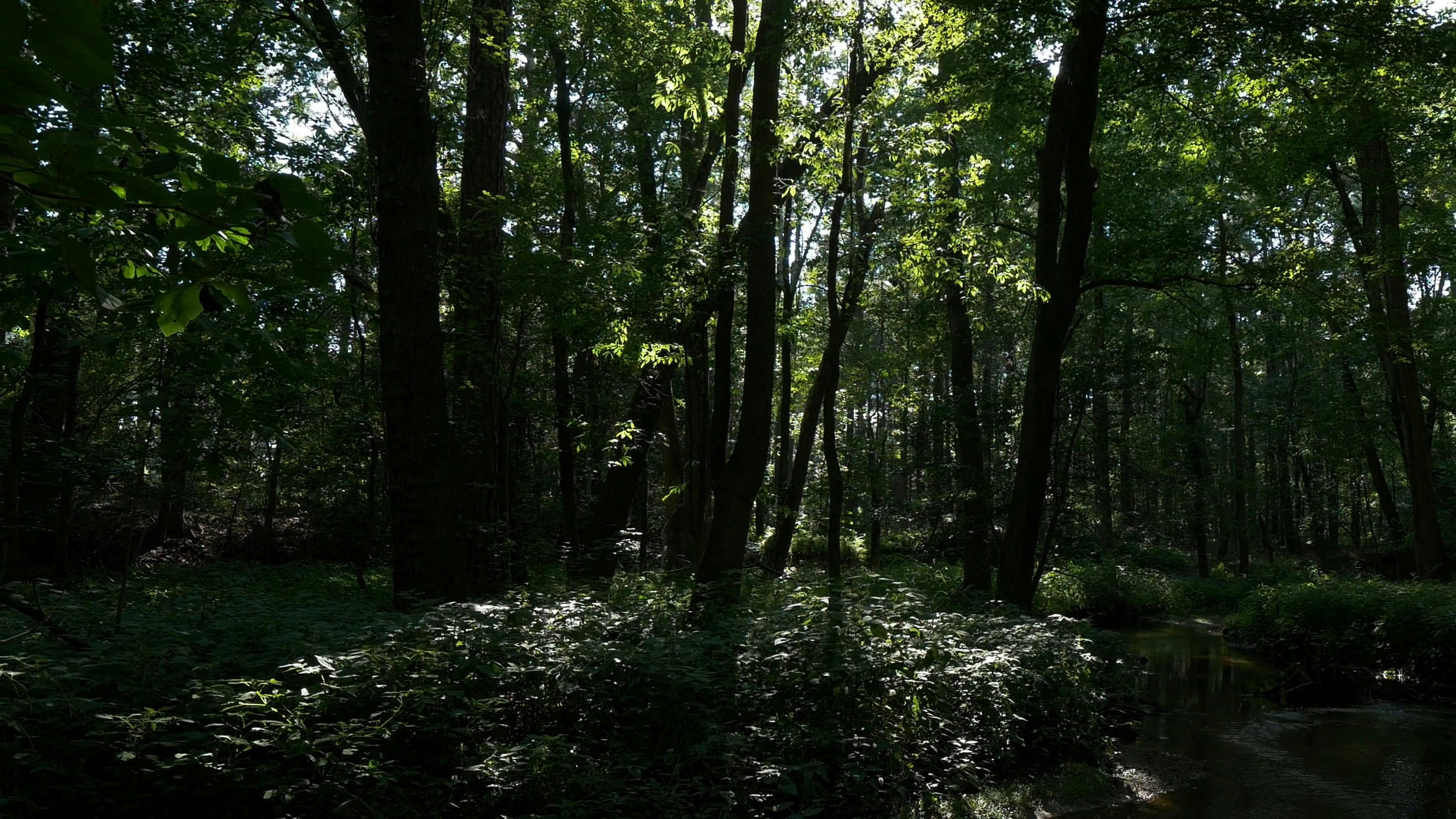 Inside the Forest Free Stock Video Footage, Royalty-Free 4K & HD Video Clip