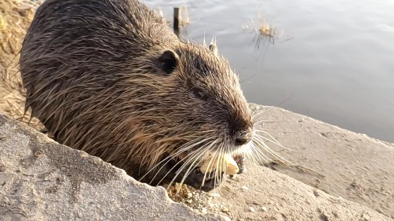 Vidéo gratuite de à fourrure, à poils, animal