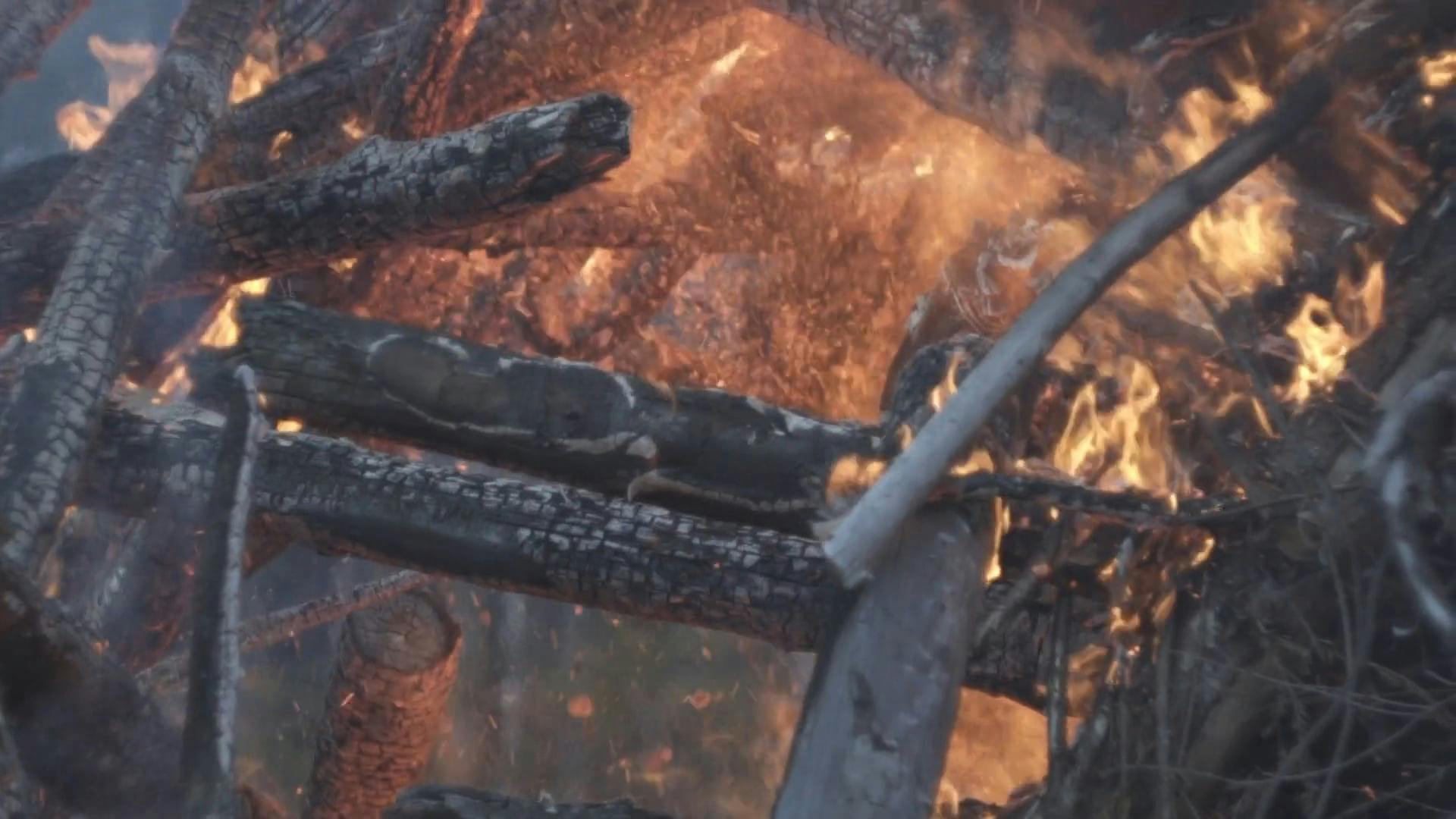 Burning Slash Piles in the Forest Free Stock Video Footage, Royalty ...