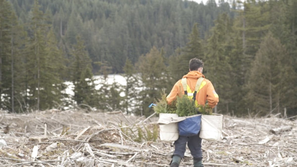 Tree Planting Videos, Download The BEST Free 4k Stock Video Footage ...