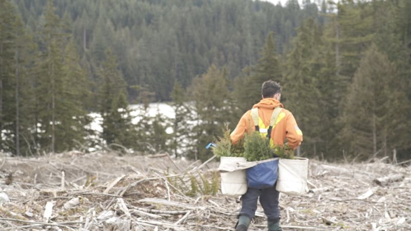 Tree Planting Videos, Download The BEST Free 4k Stock Video Footage ...