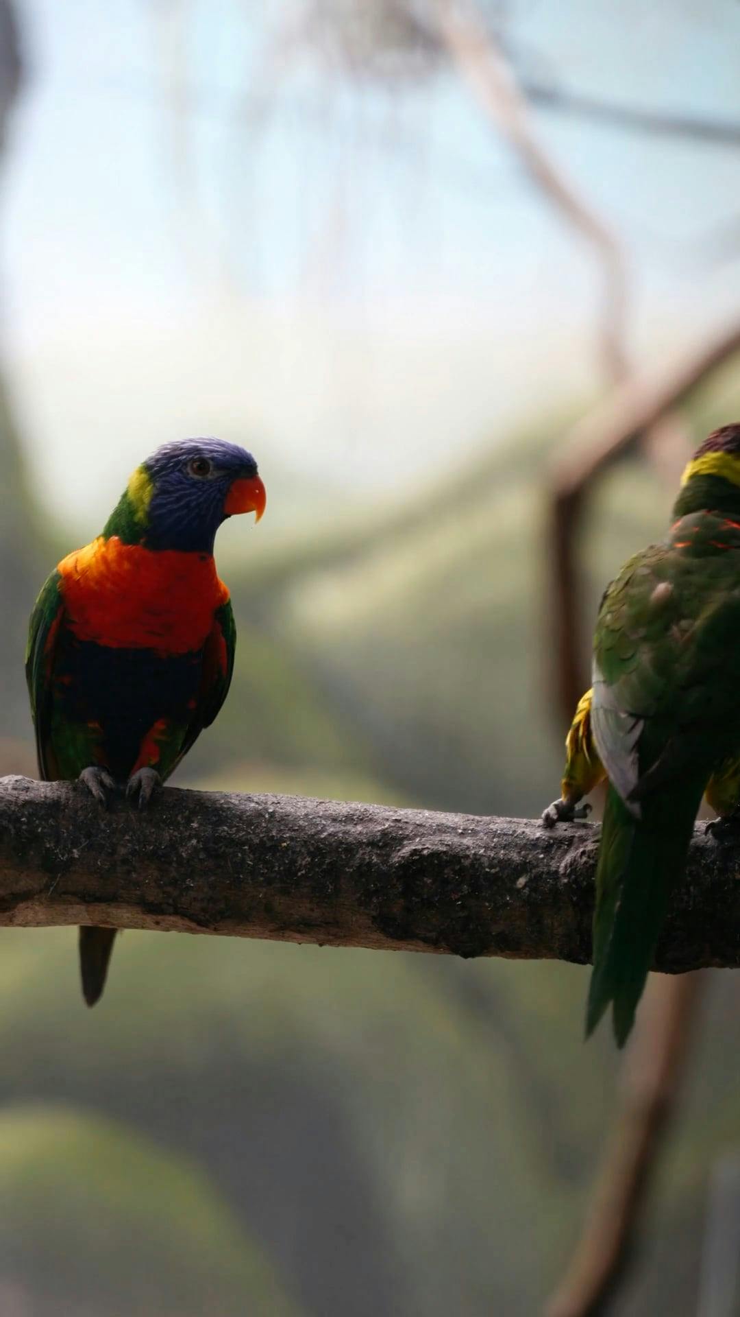 Zoo Australia Videos, Download The BEST Free 4k Stock Video Footage ...