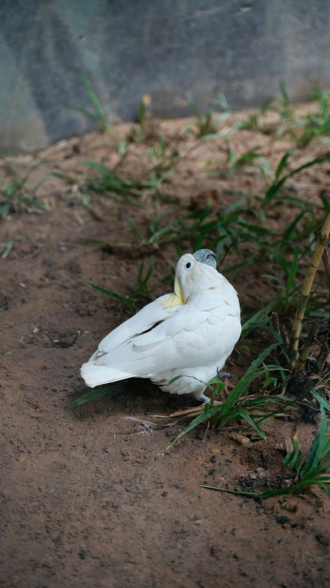 Bird Grooming Its Feathers Free Stock Video Footage, Royalty-Free 4K ...