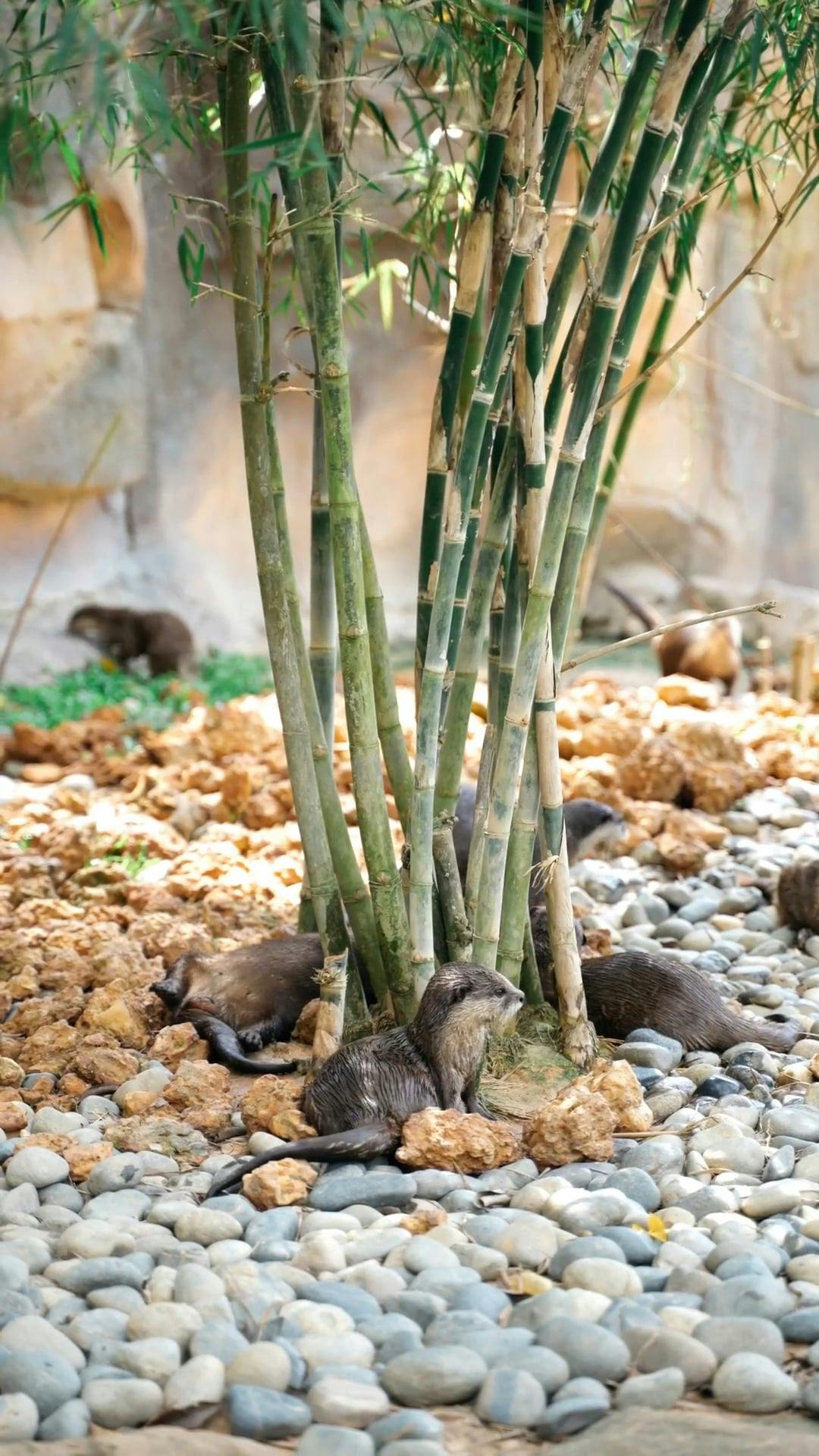 Bamboo Trees Surrounded by Otters · Free Stock Video