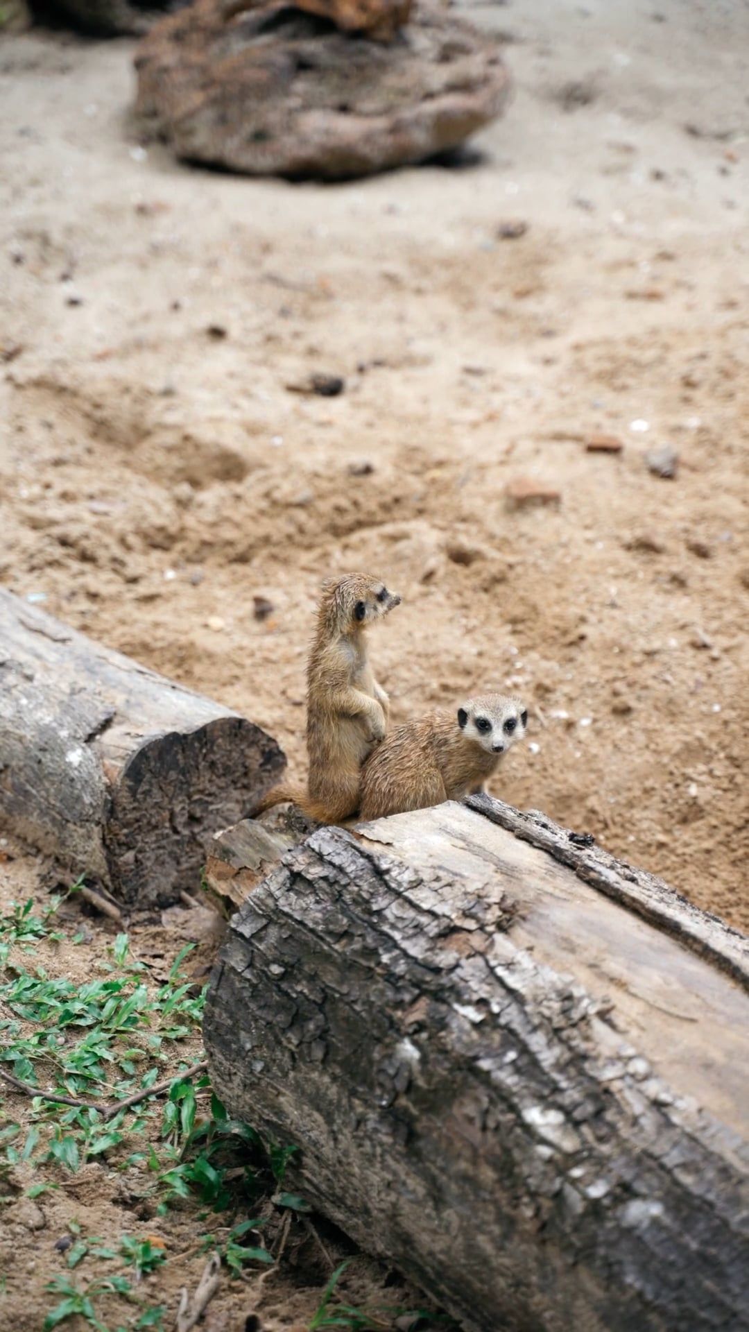 Funny Animals Videos, Download The BEST Free 4k Stock Video Footage ...