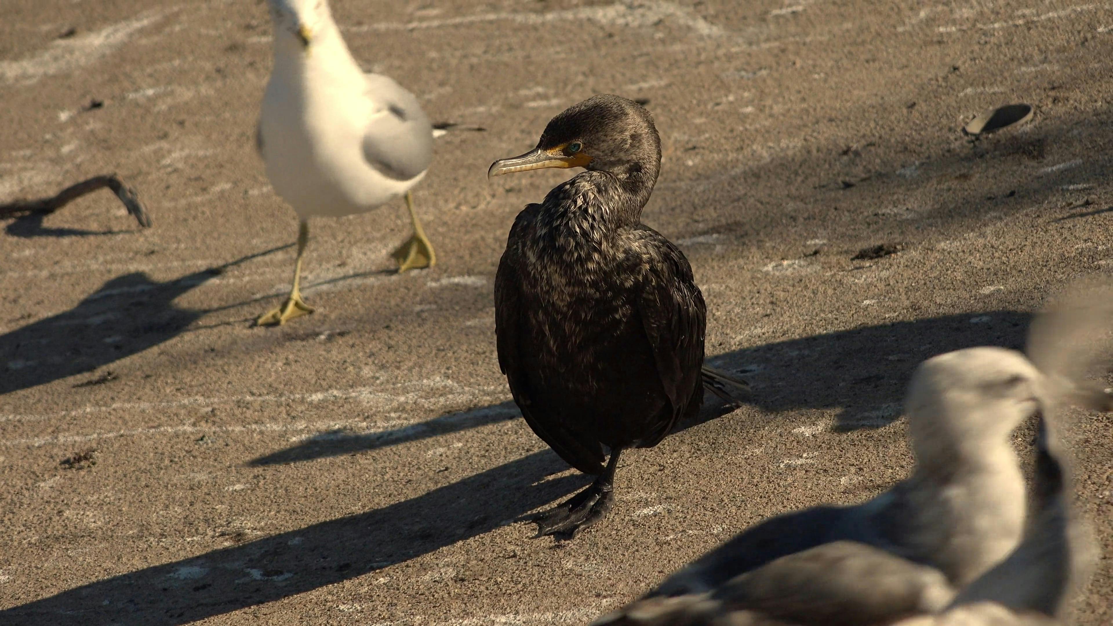 Bird Studies Videos, Download The BEST Free 4k Stock Video Footage & Bird Studies HD Video Clips