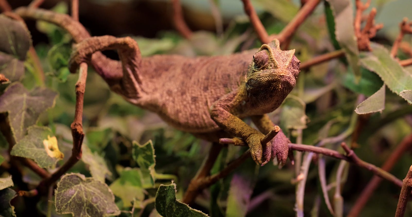 Animal Adaptation Videos, Download The BEST Free 4k Stock Video Footage ...