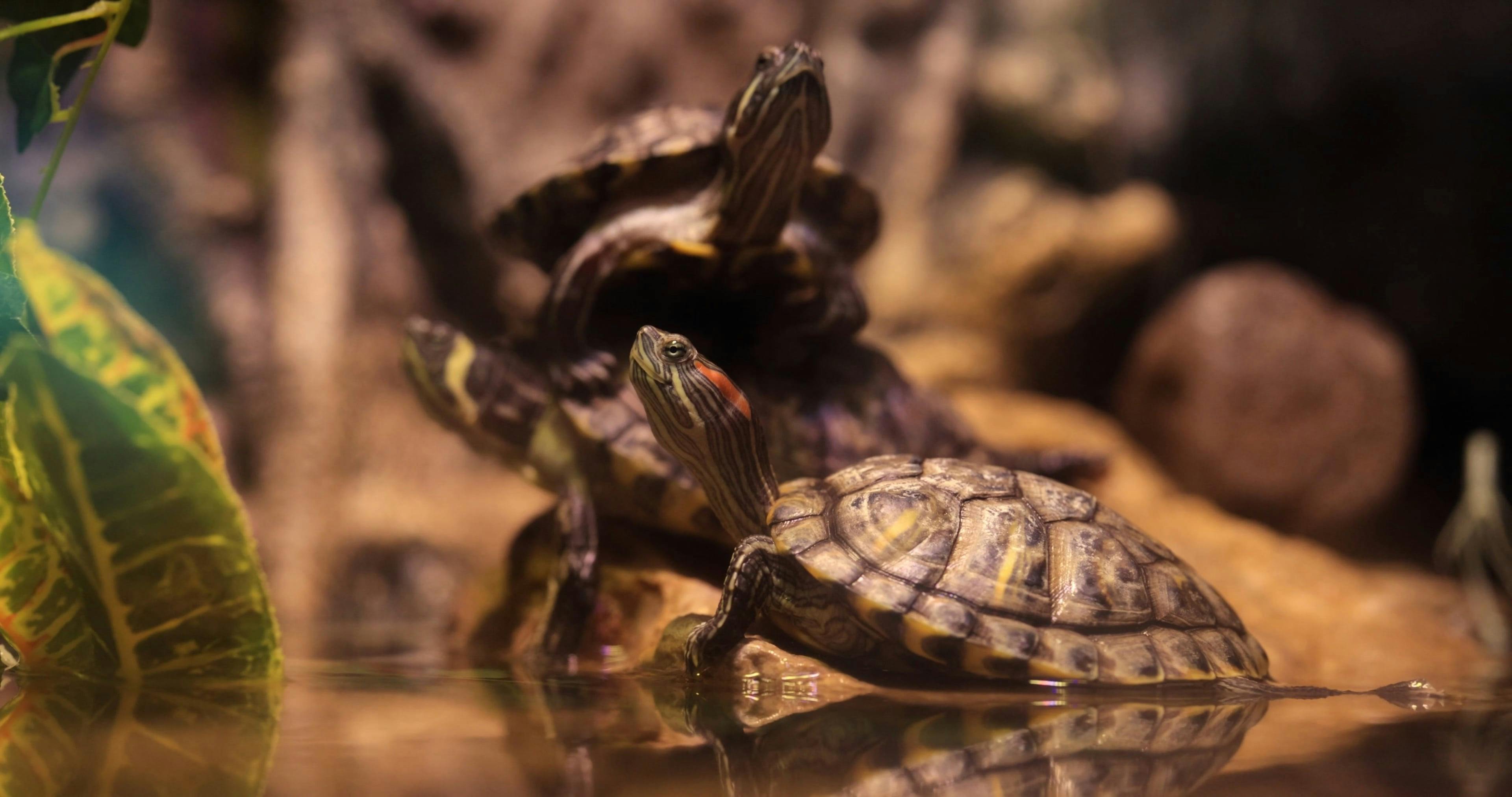 Rainforest Turtles Videos, Download The BEST Free 4k Stock Video ...