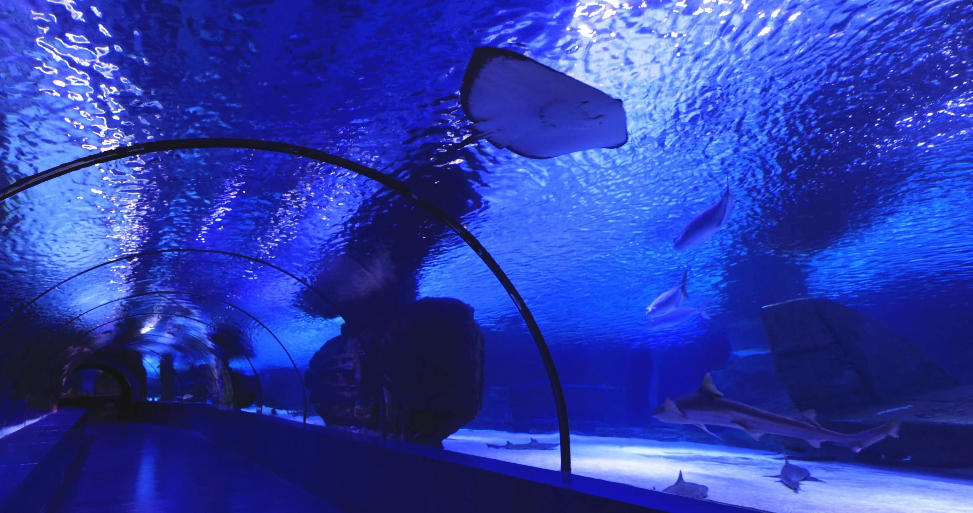 Fish Inside Aquarium Free Stock Video Footage, Royalty-Free 4K & HD ...