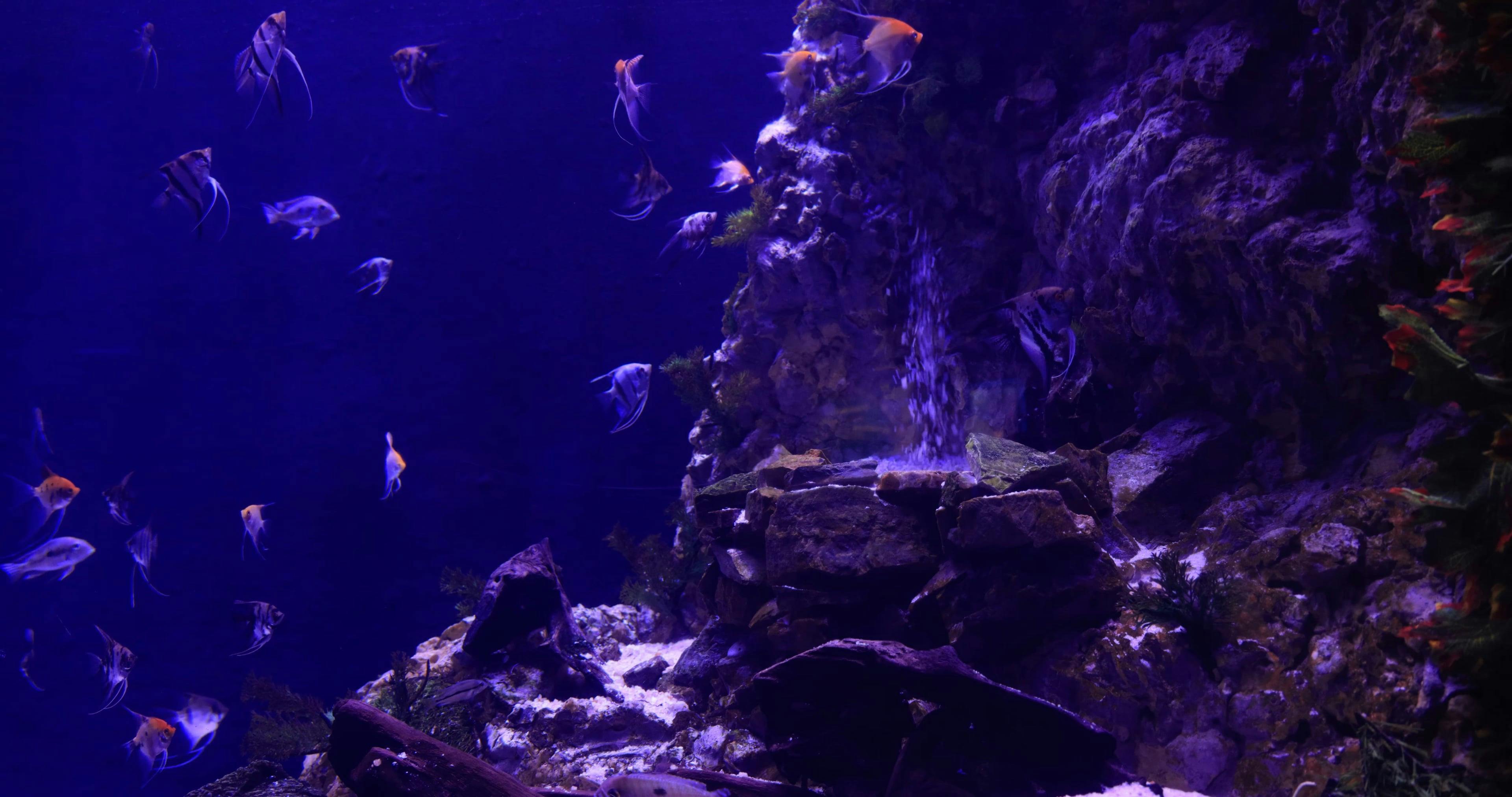 Fish Inside Aquarium Free Stock Video Footage, Royalty-Free 4K & HD ...