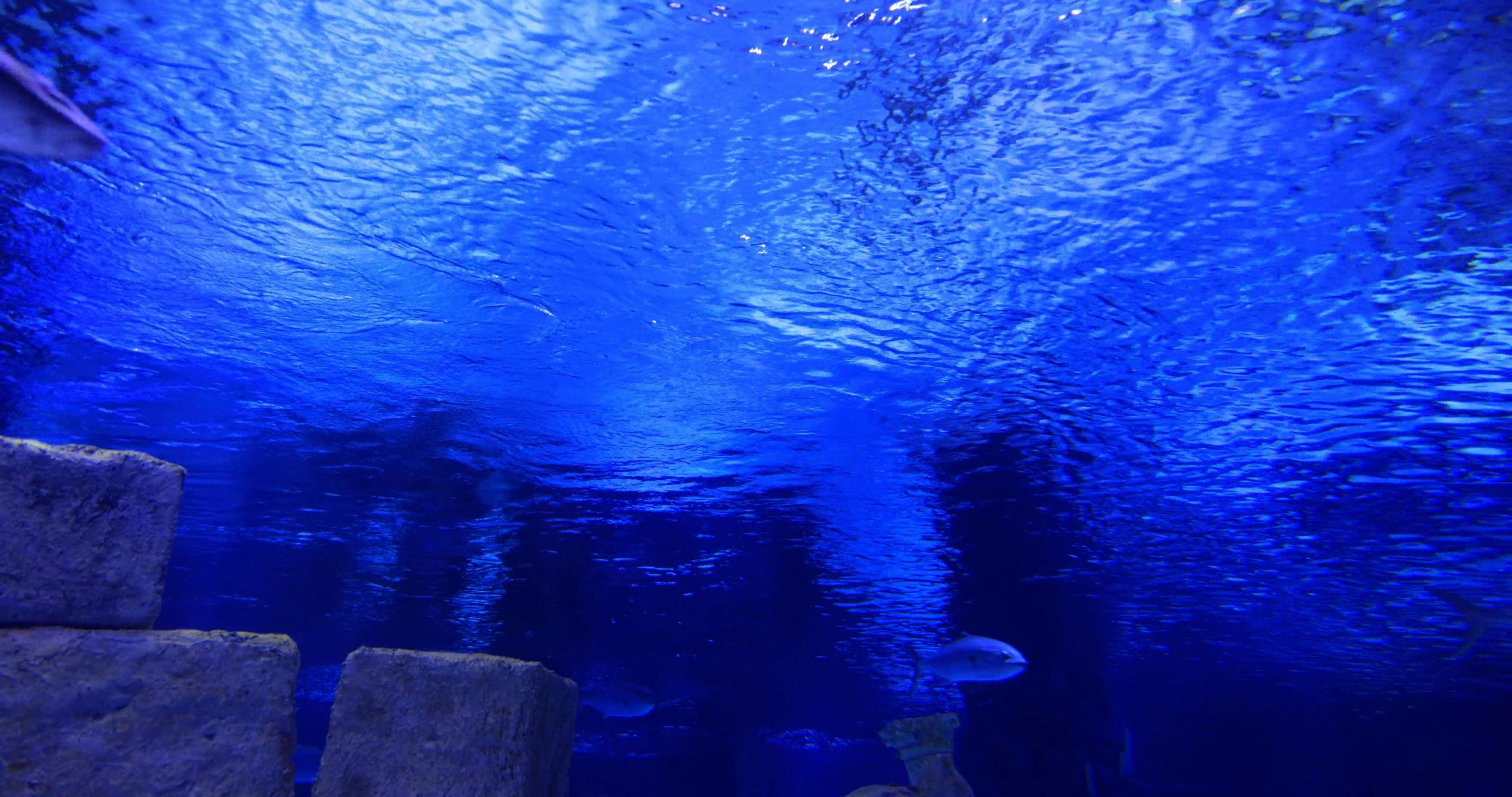 Fish Inside Aquarium Free Stock Video Footage, Royalty-Free 4K & HD ...