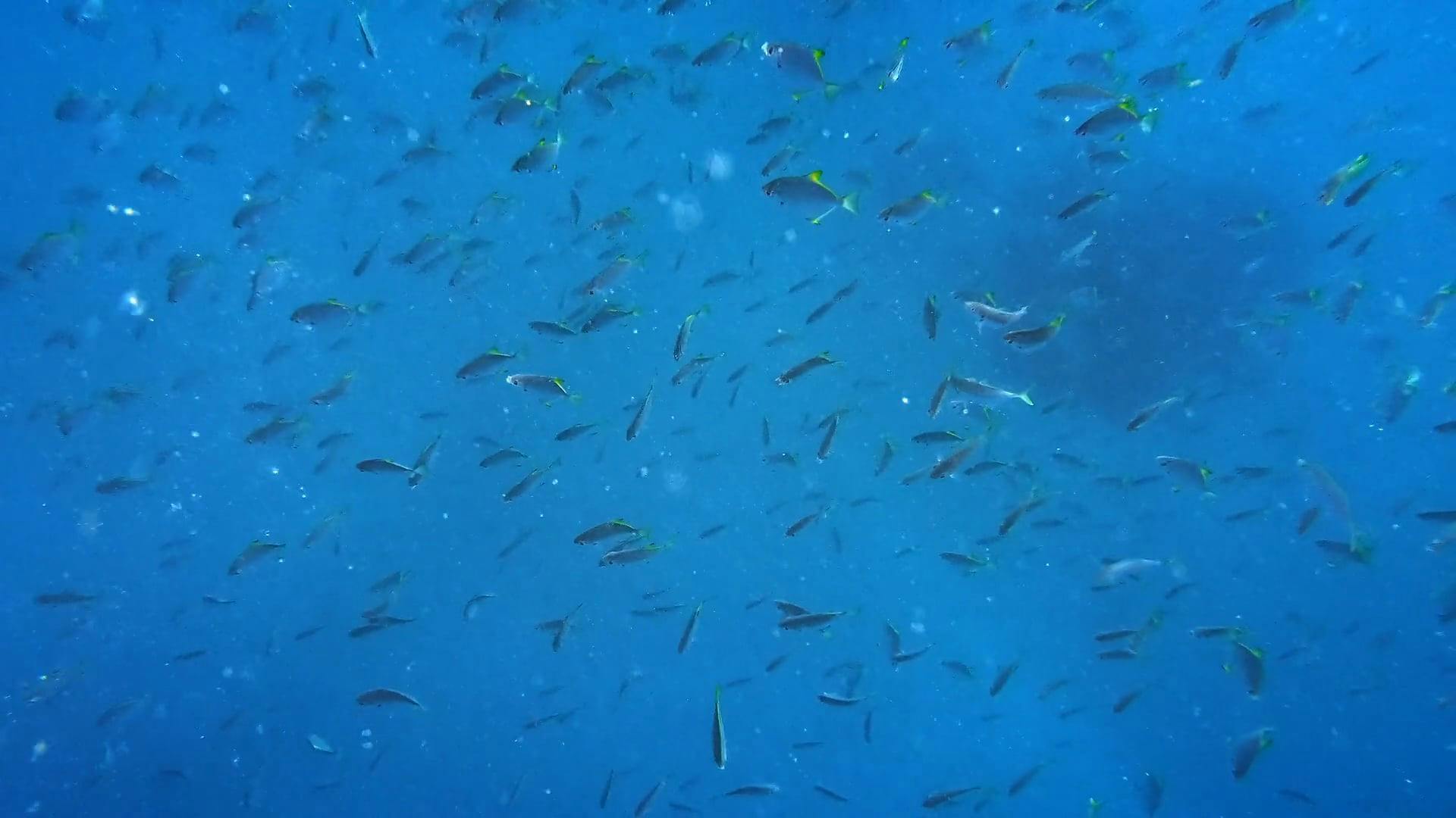 Video Of Fishes Underwater Free Stock Video Footage, Royalty-Free 4K ...