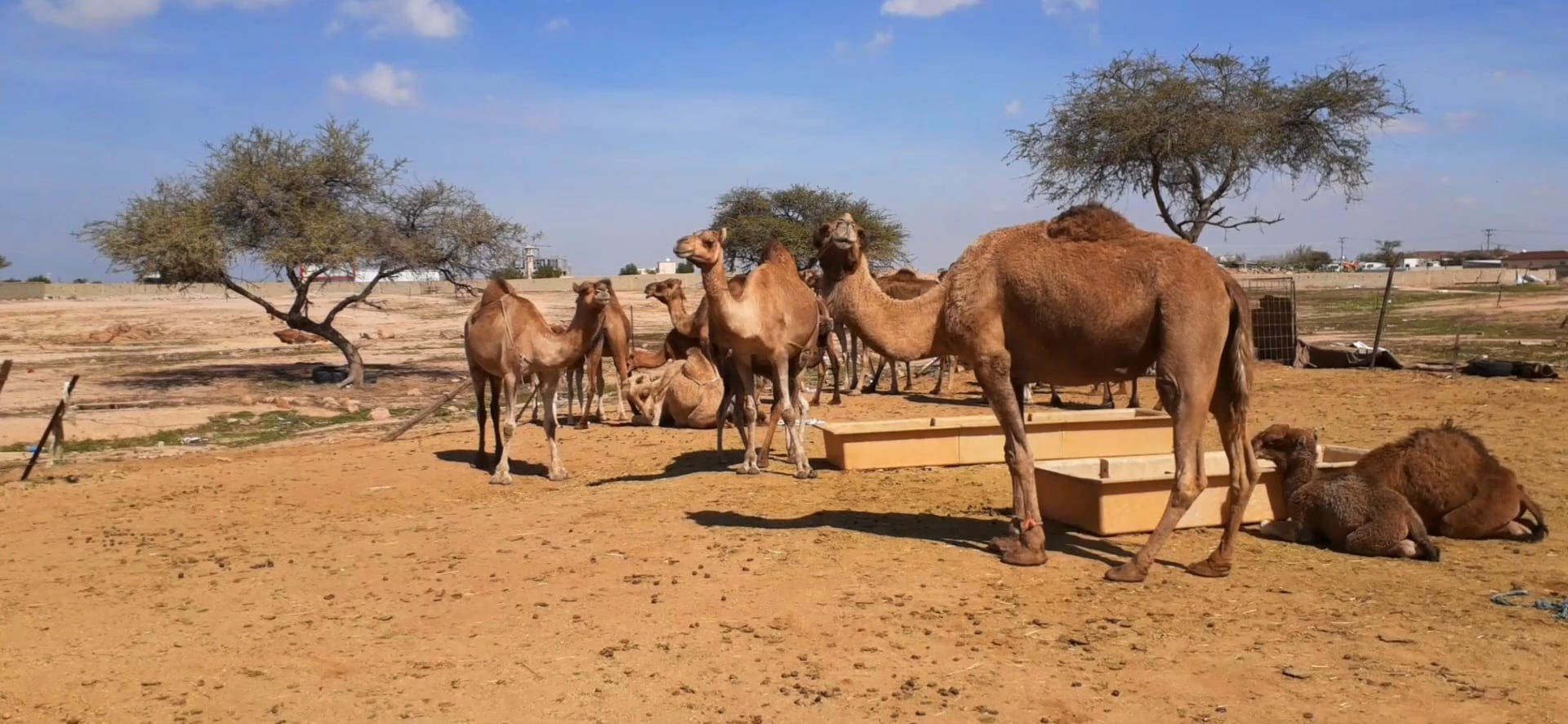 Vídeos de stock gratuitos sobre @al aire libre, al aire libre, animales ...