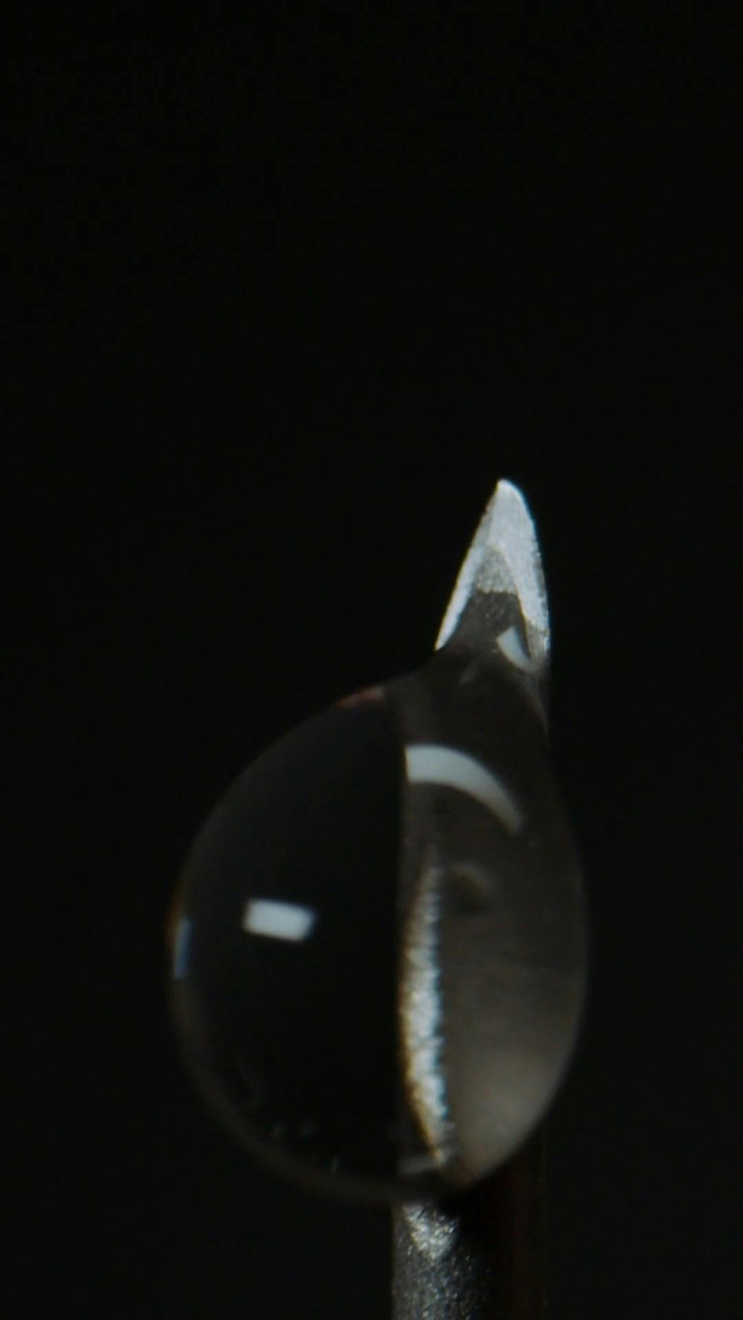 Close up in a Needle · Free Stock Video