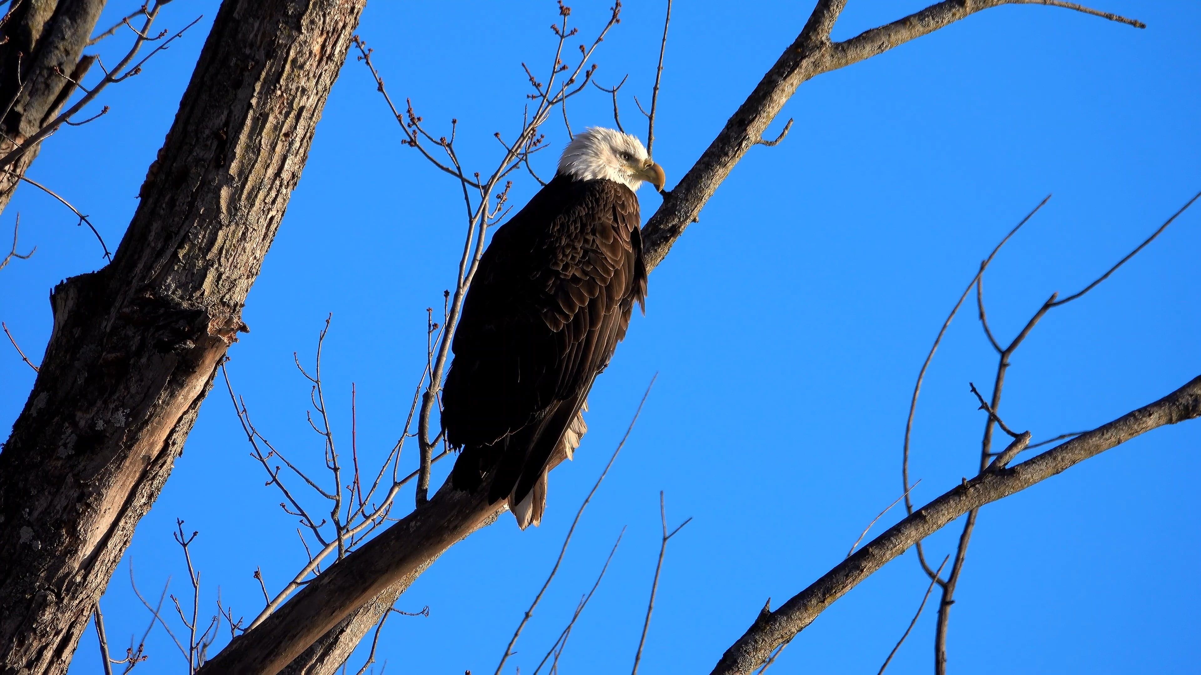 An Eagle on a Tree Branch · Free Stock Video