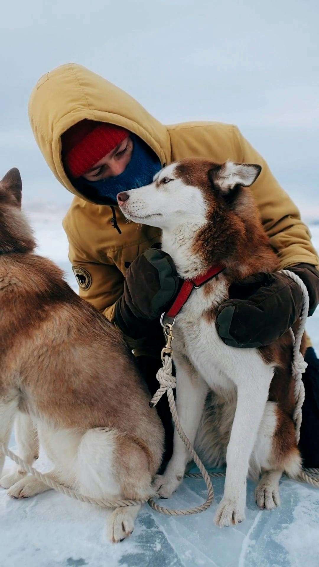 Close-Up Video of a Siberian Husky Looking Around Free Stock Video ...