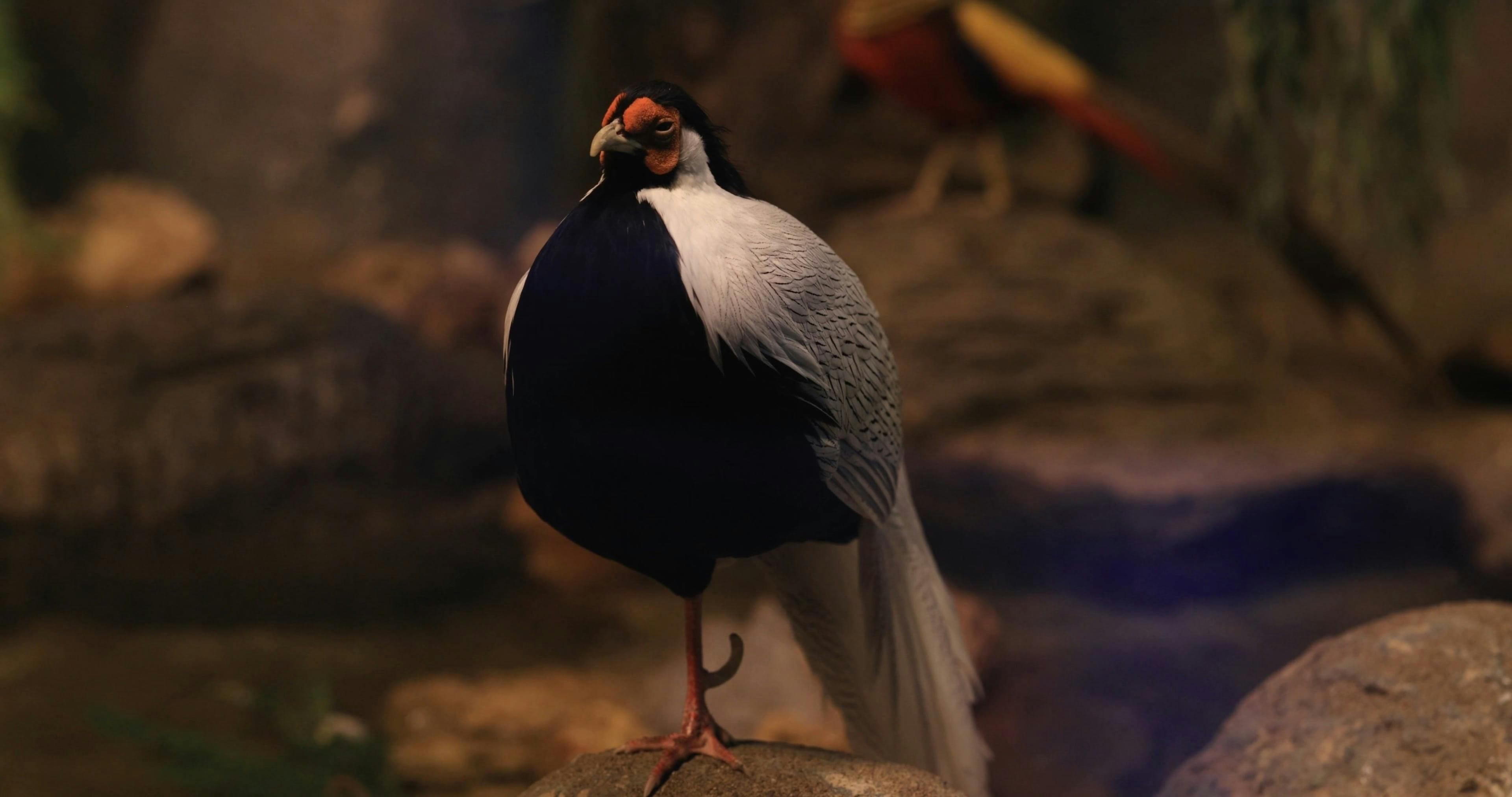 Close Up Footage Of A Feathered Animal Free Stock Video Footage ...