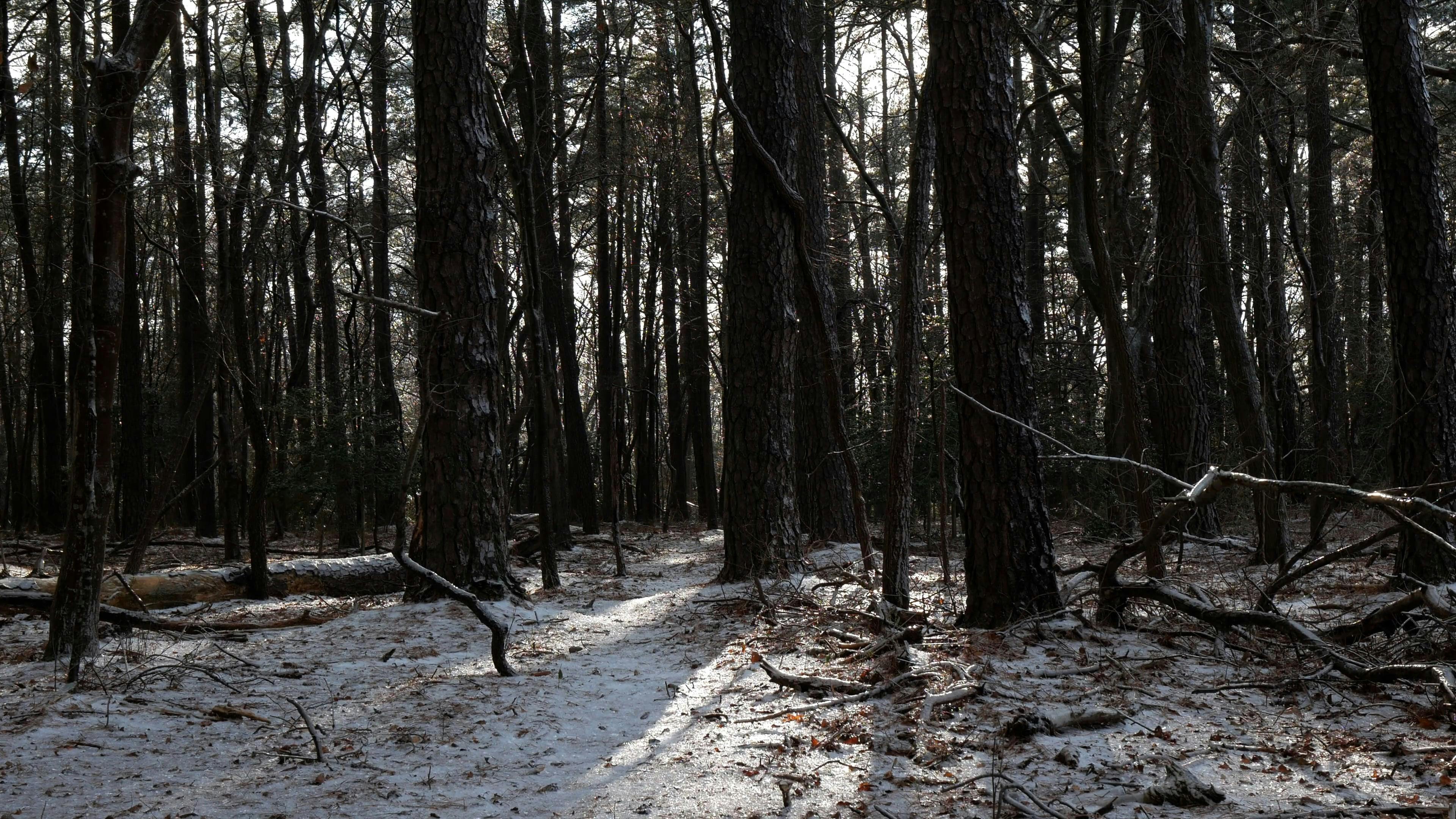 A Snow Covered Forest · Free Stock Video