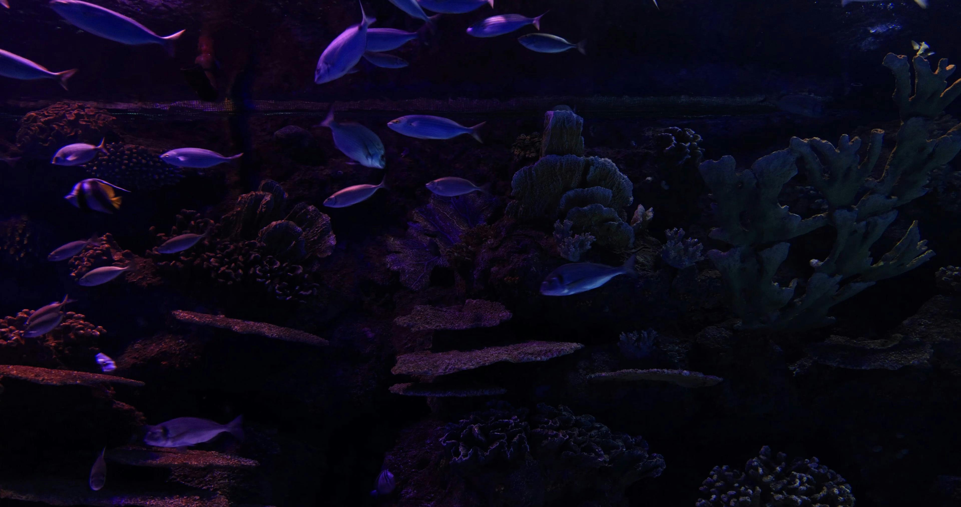 Fish Inside Aquarium · Free Stock Video