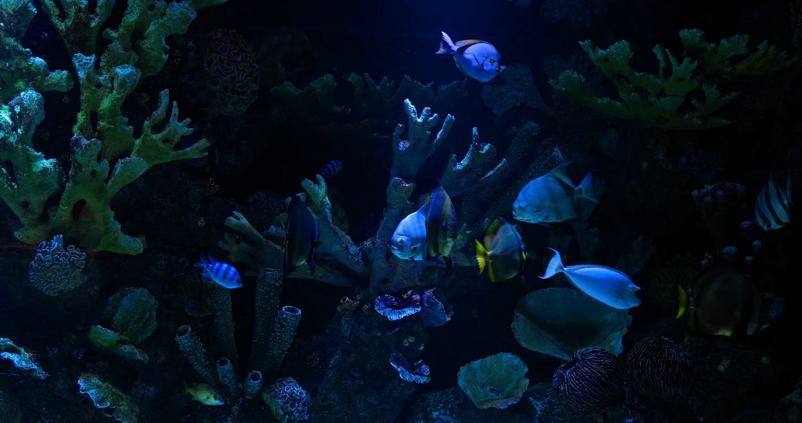 Marine Life Videos 52个图片和视频，由Lisa from Pexels收藏