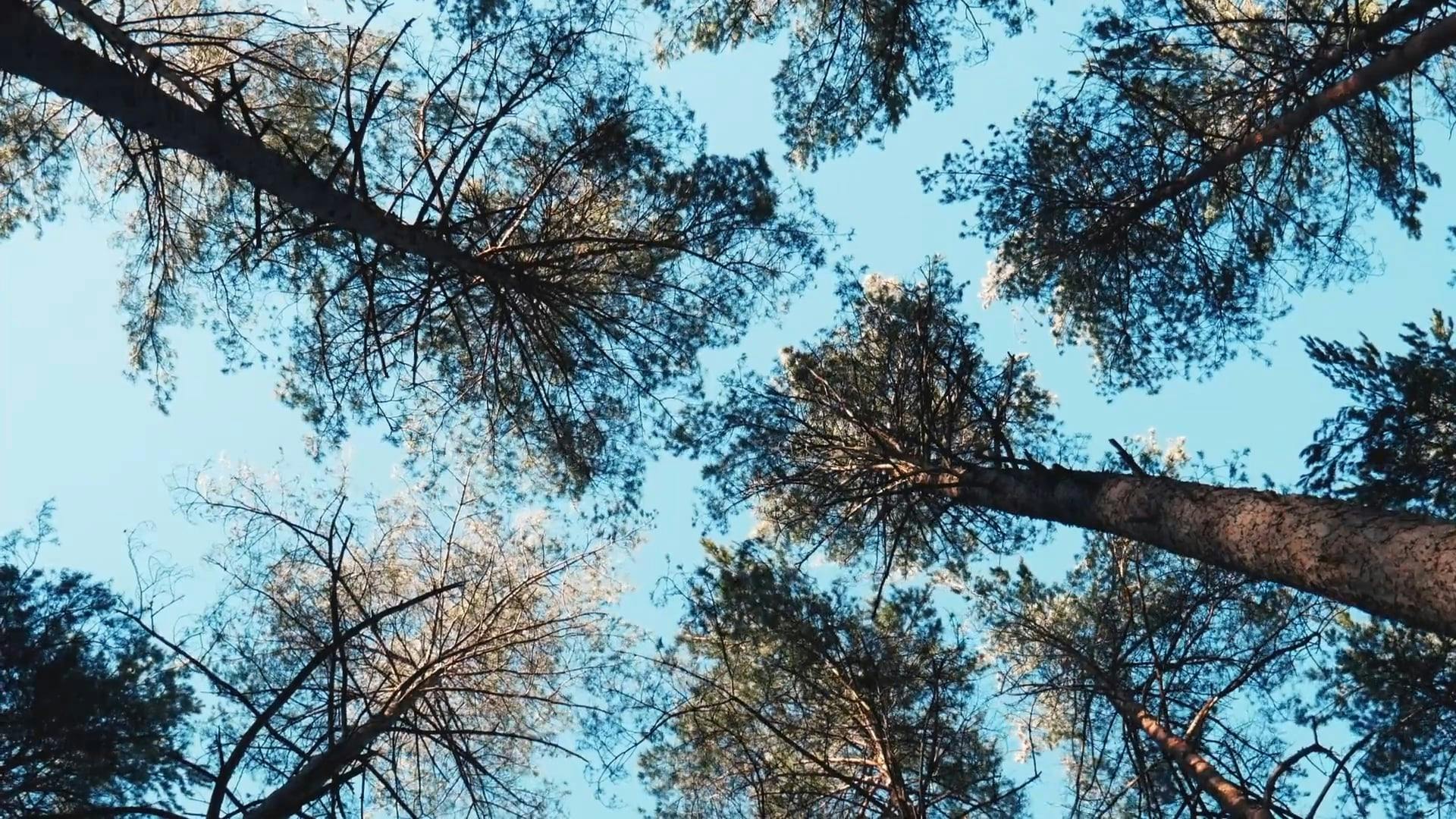 Video of Tall Trees Free Stock Video Footage, Royalty-Free 4K & HD ...