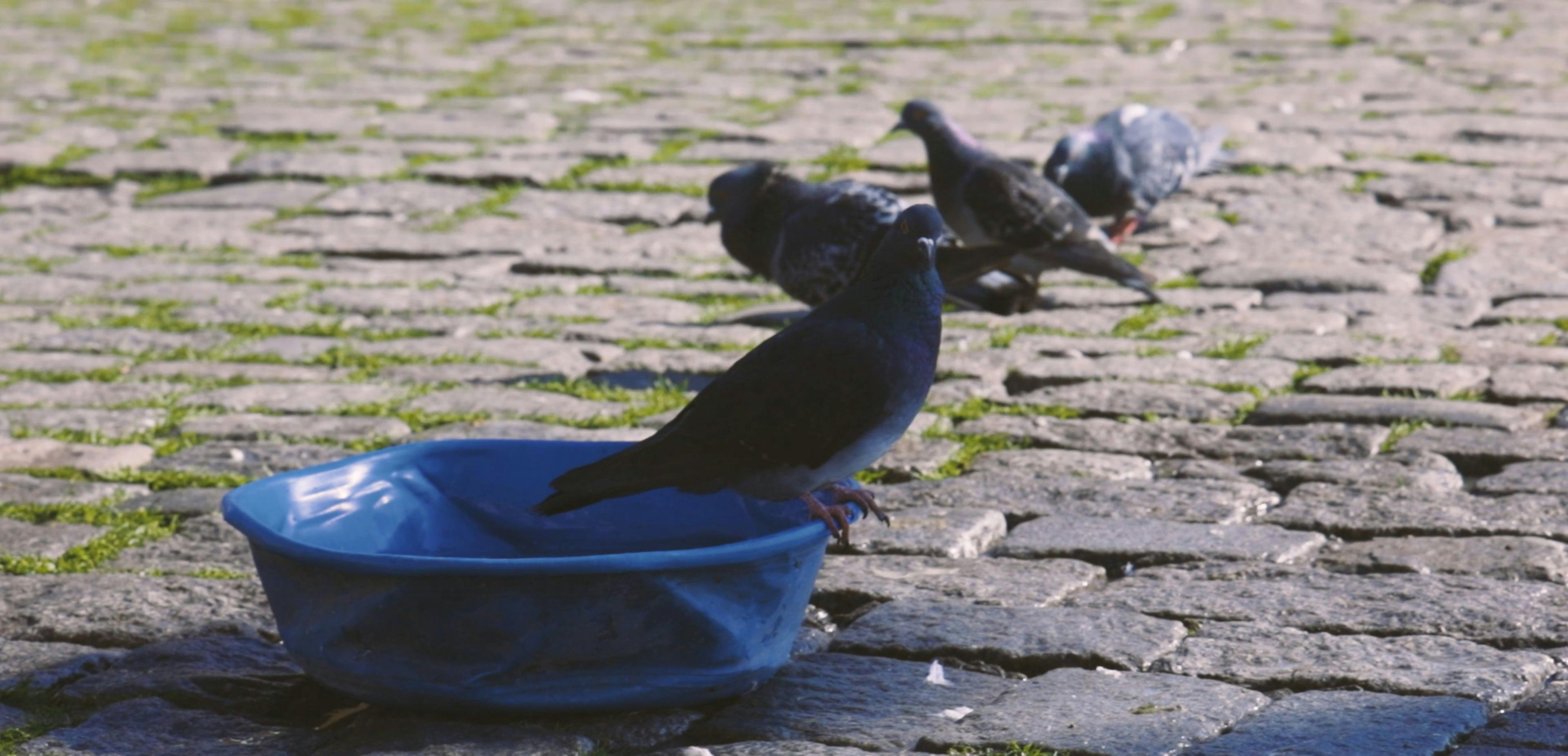 A Bird Hopping On The Ground · Free Stock Video