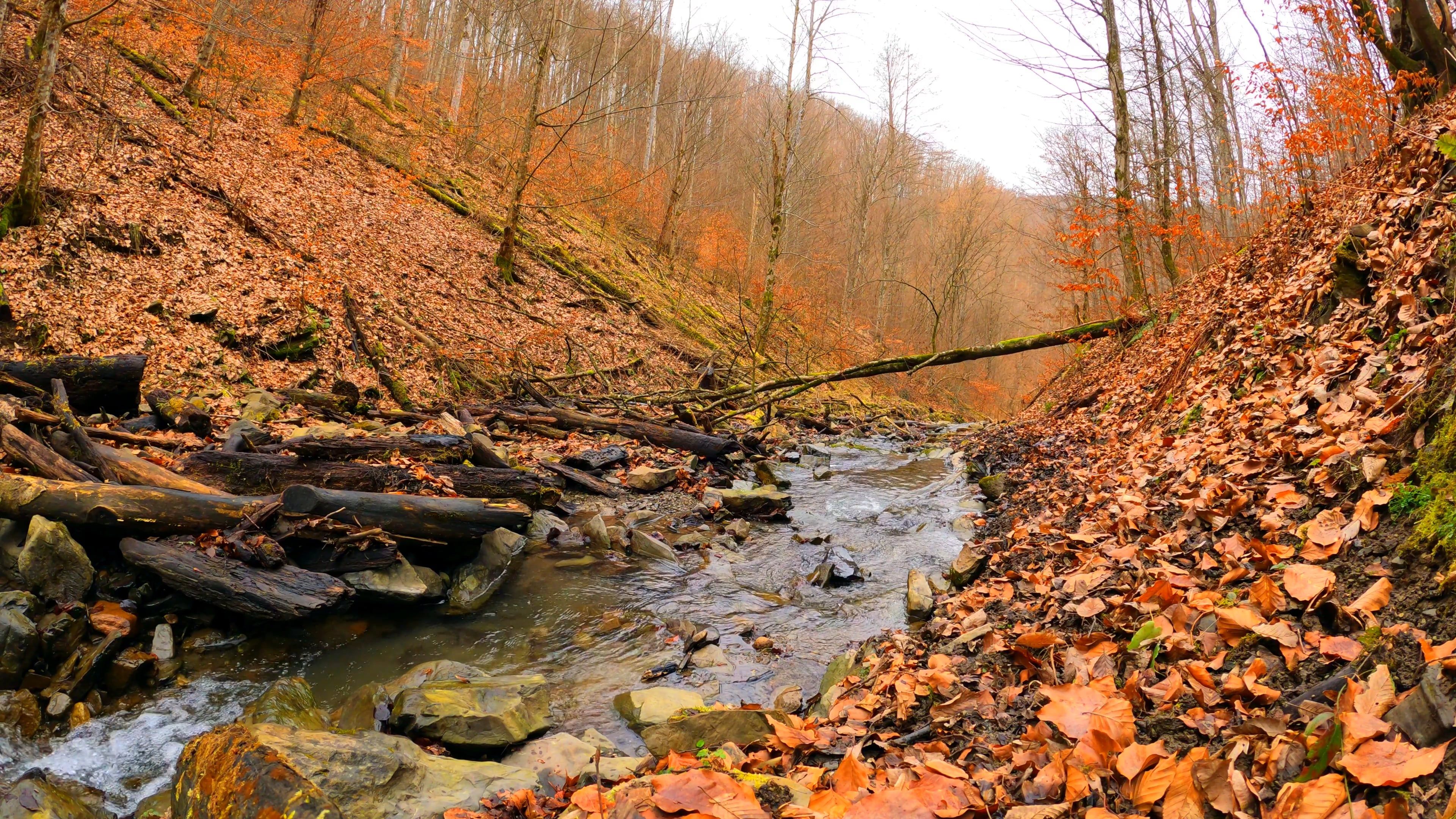 Video of River During Autumn Season Free Stock Video Footage, Royalty ...