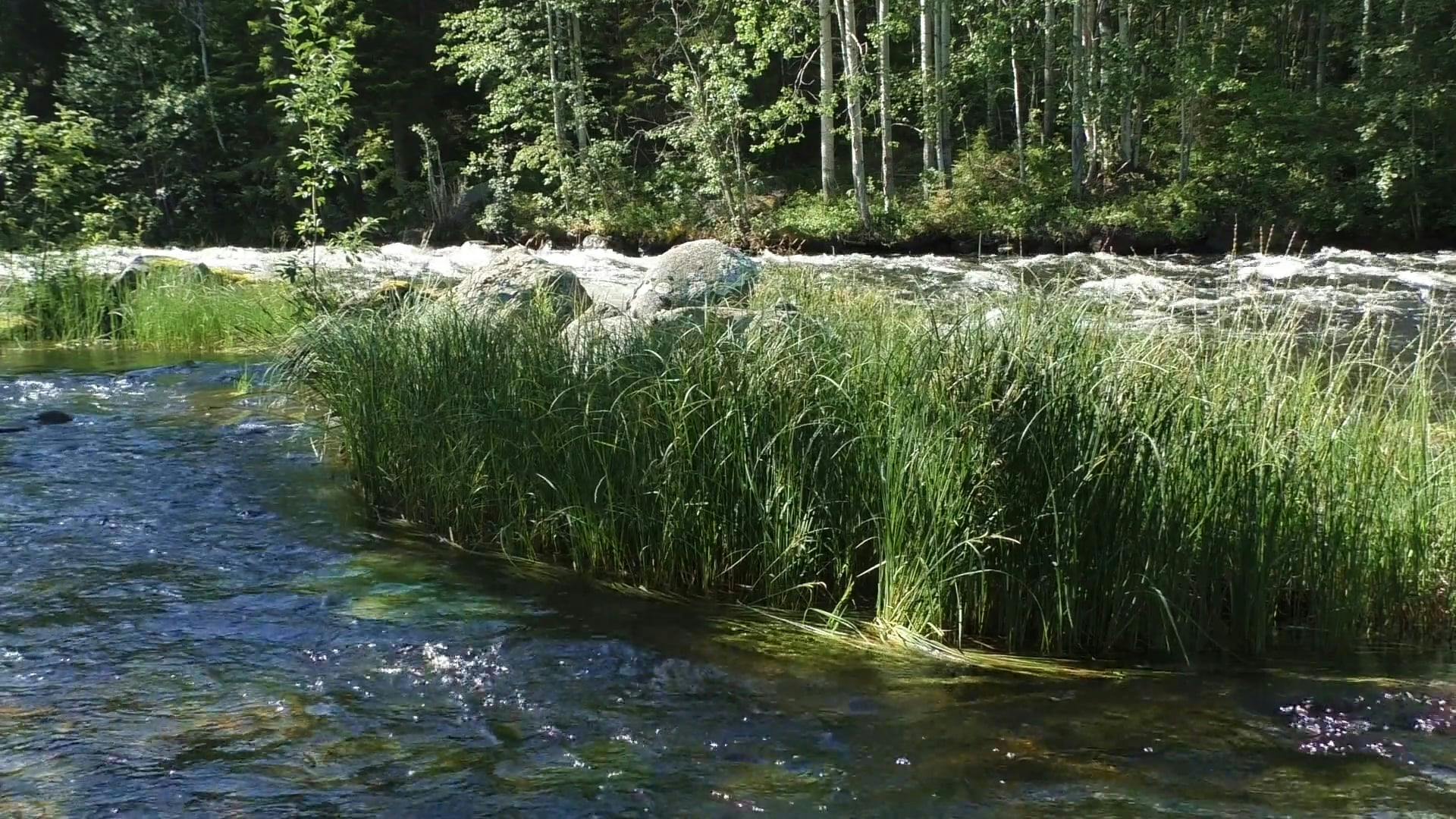 River Water Flowing Down In A Narrow Creek Free Stock Video Footage ...