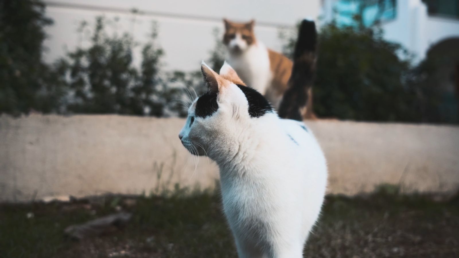 Cats Running Videos, Download The BEST Free 4k Stock Video Footage ...
