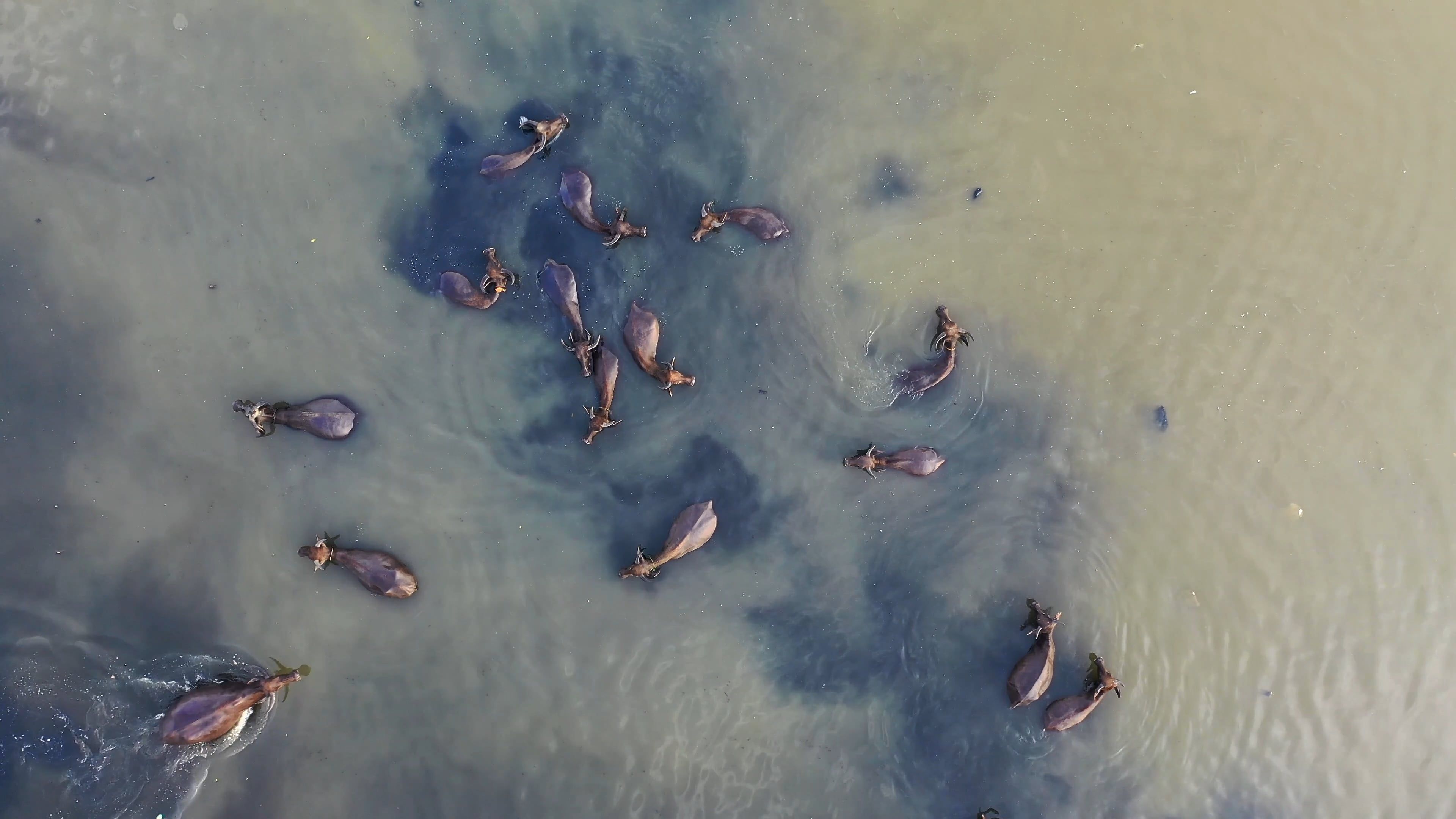 Drone Footage of a Water Buffalo at the river Free Stock Video Footage ...