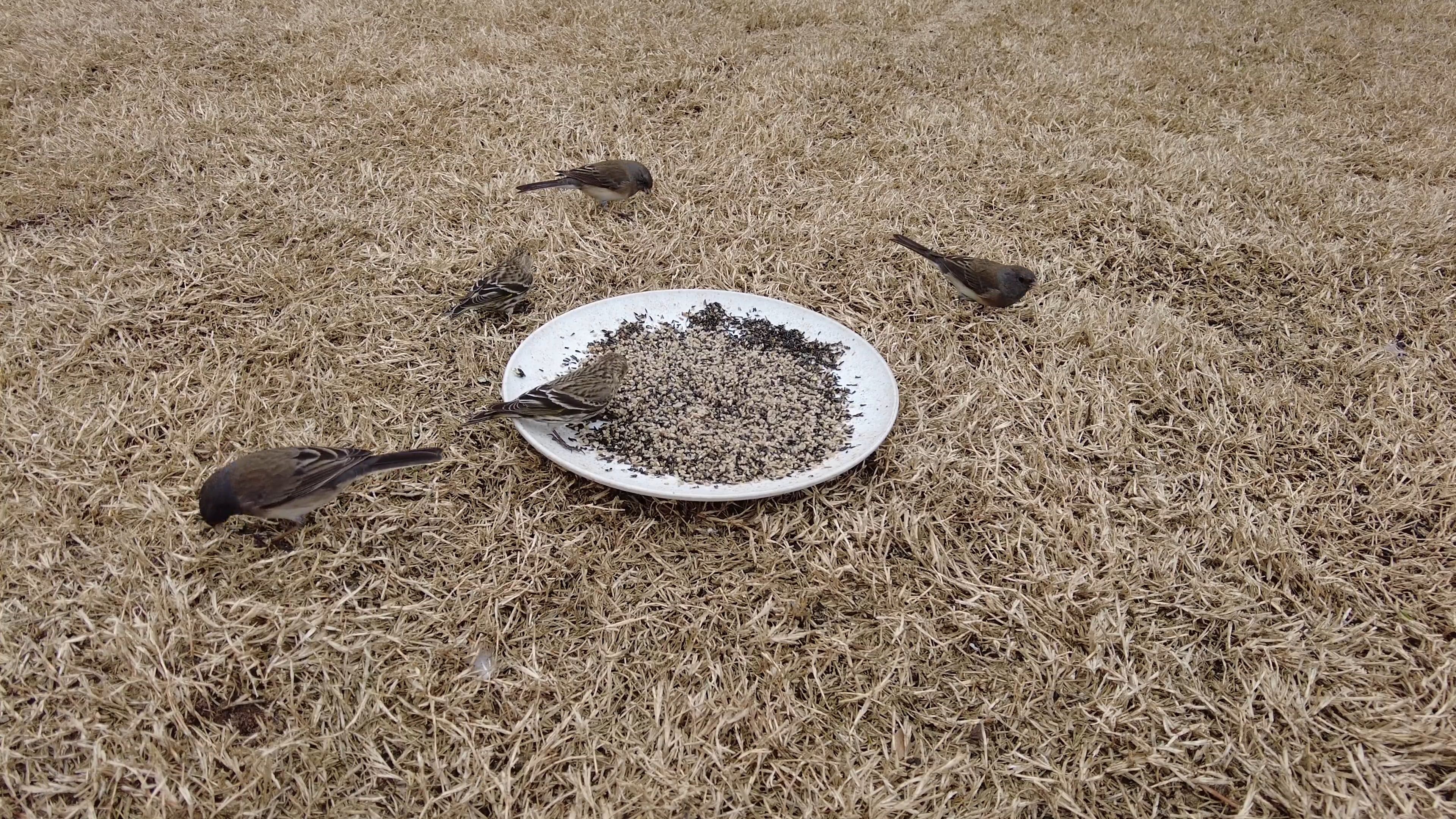 Little Bird Perched Free Stock Video Footage, Royalty-Free 4K & HD ...