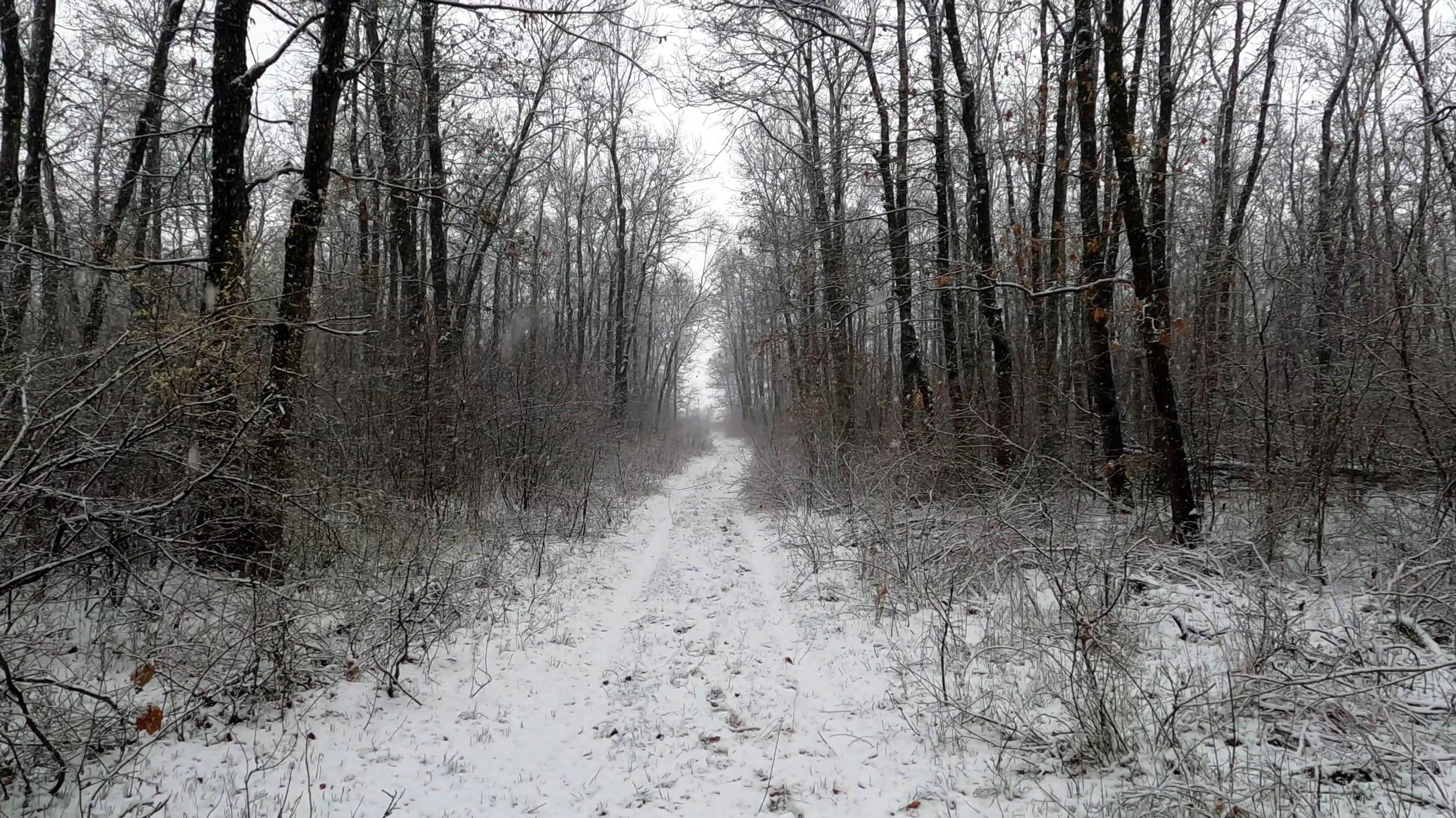 Heavy Snowfall in the Forest · Free Stock Video