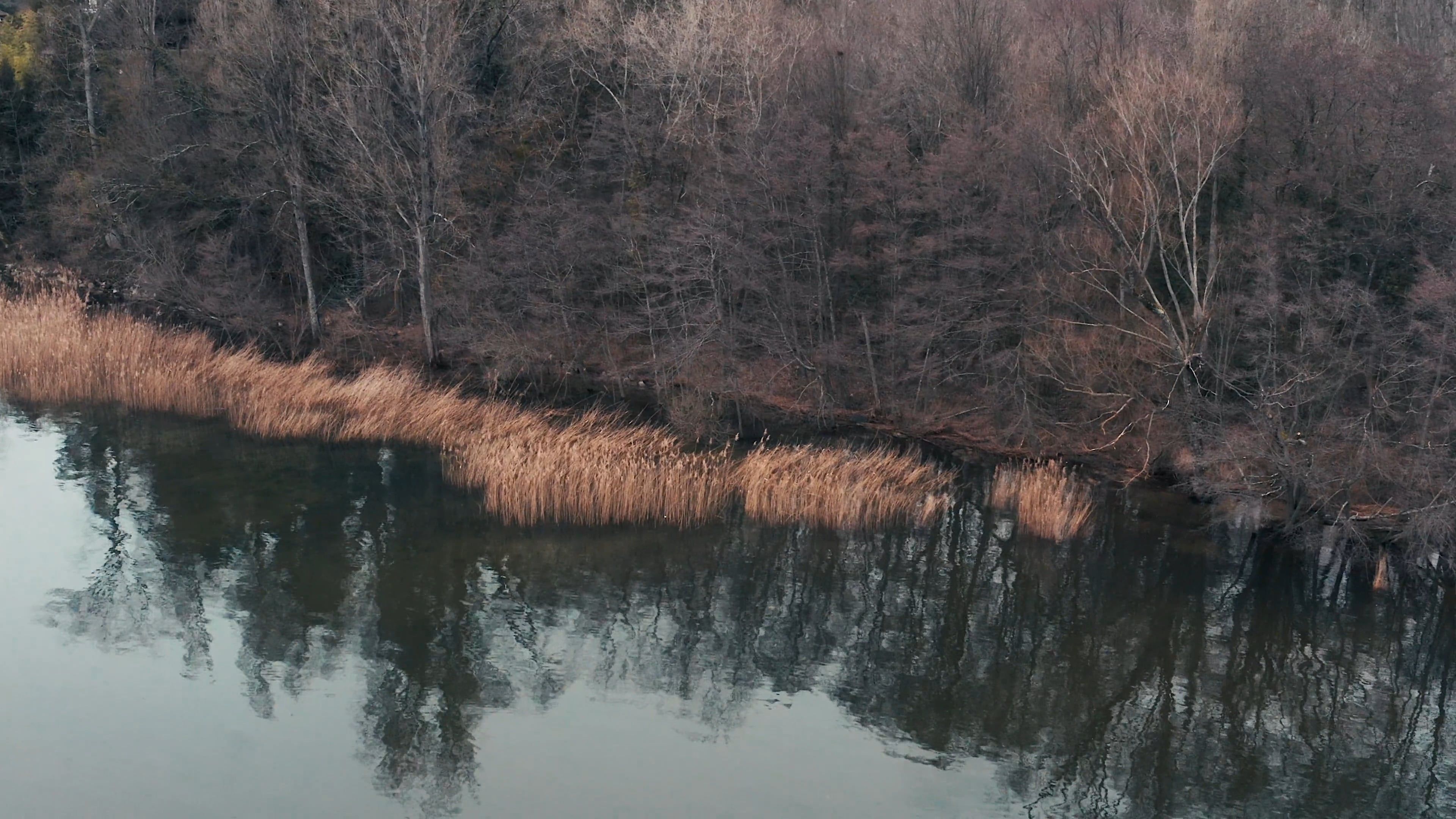 Lakeside Trees Reflection Over The Lake Surface · Free Stock Video