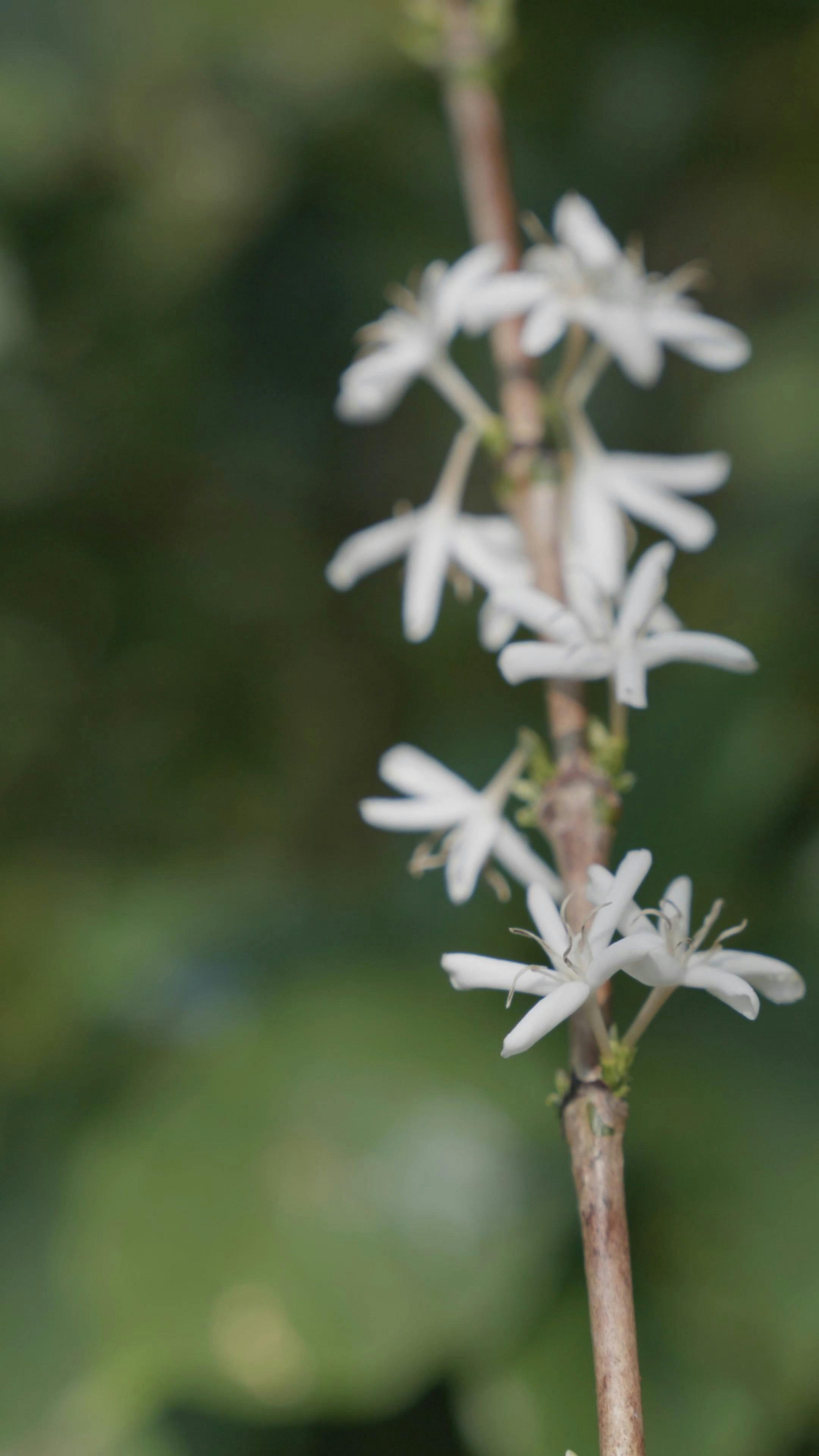 Video of Flowers Free Stock Video Footage, Royalty-Free 4K & HD Video Clip