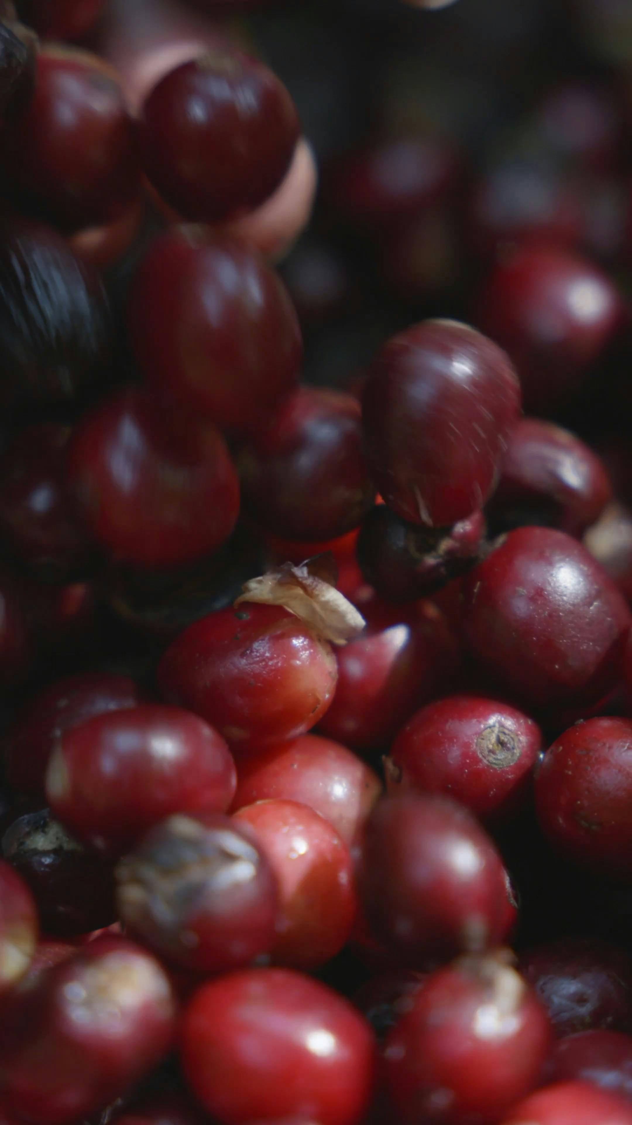 Coffee Harvest Videos, Download The BEST Free 4k Stock Video Footage ...