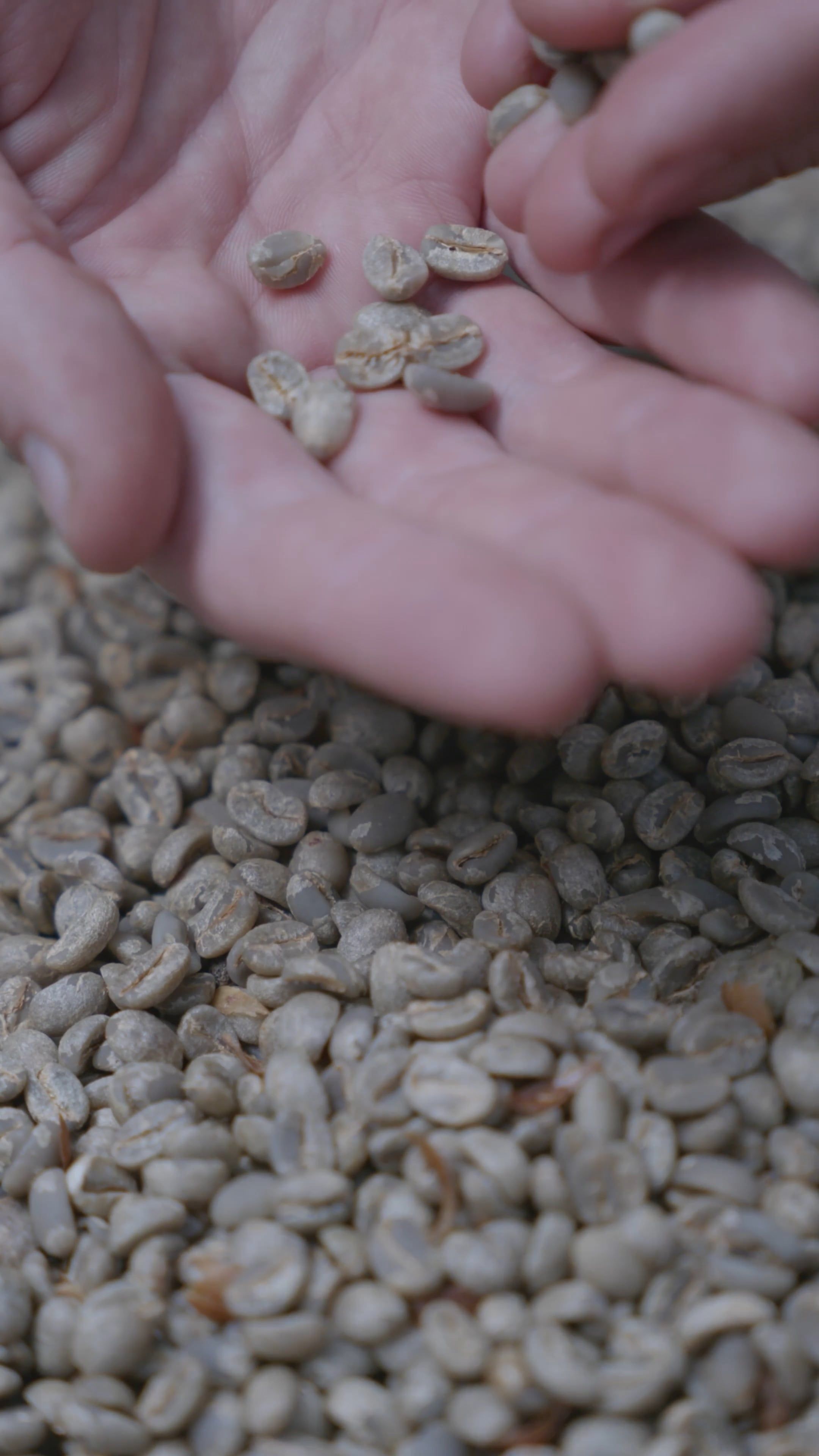 Close-Up Video of Coffee Beans · Free Stock Video
