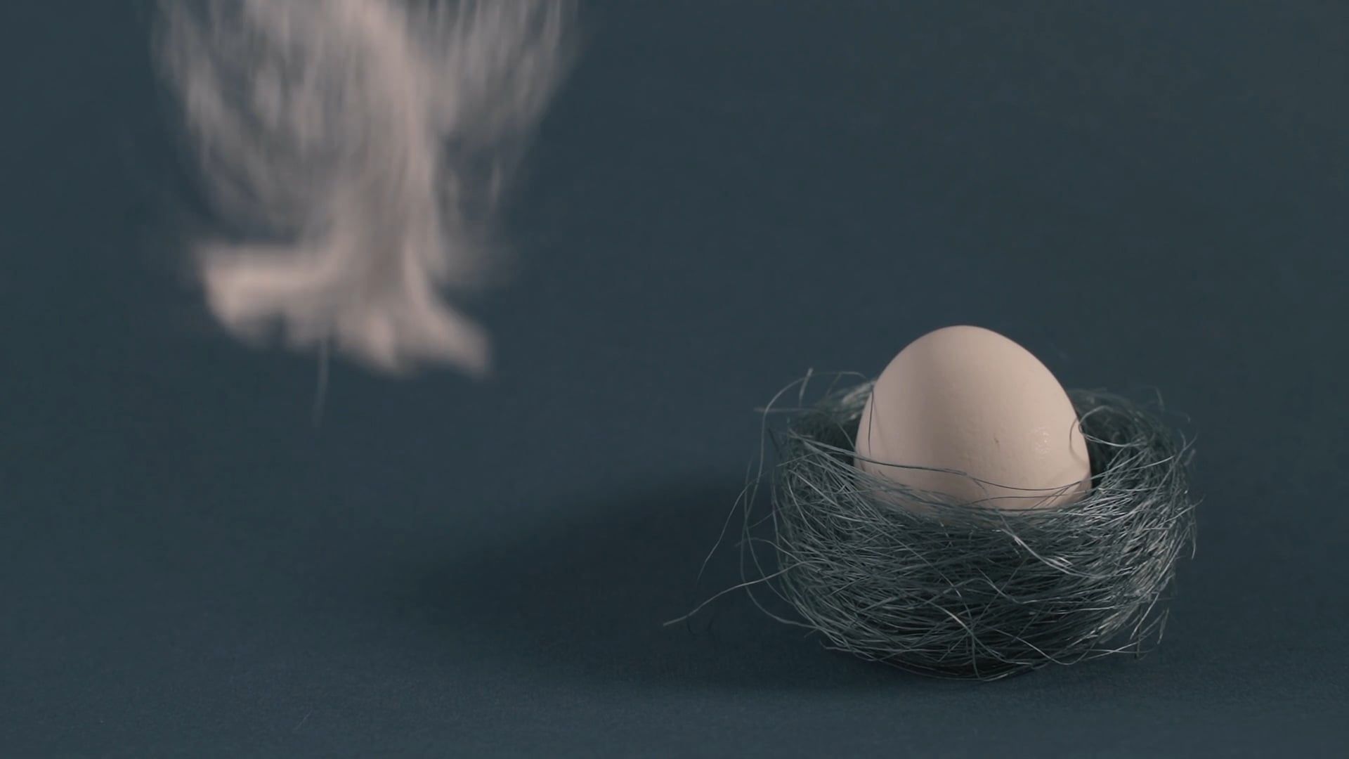 Feathers Falling on an Egg · Free Stock Video