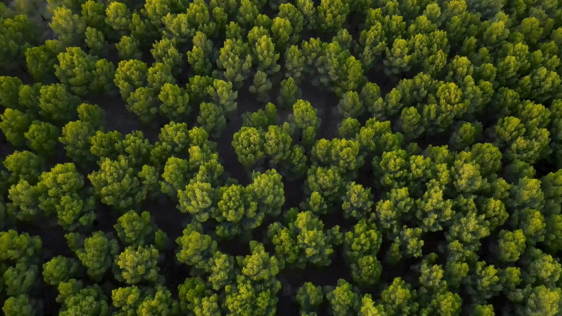 A Road In The Middle Of A Forest Free Stock Video Footage, Royalty-Free ...