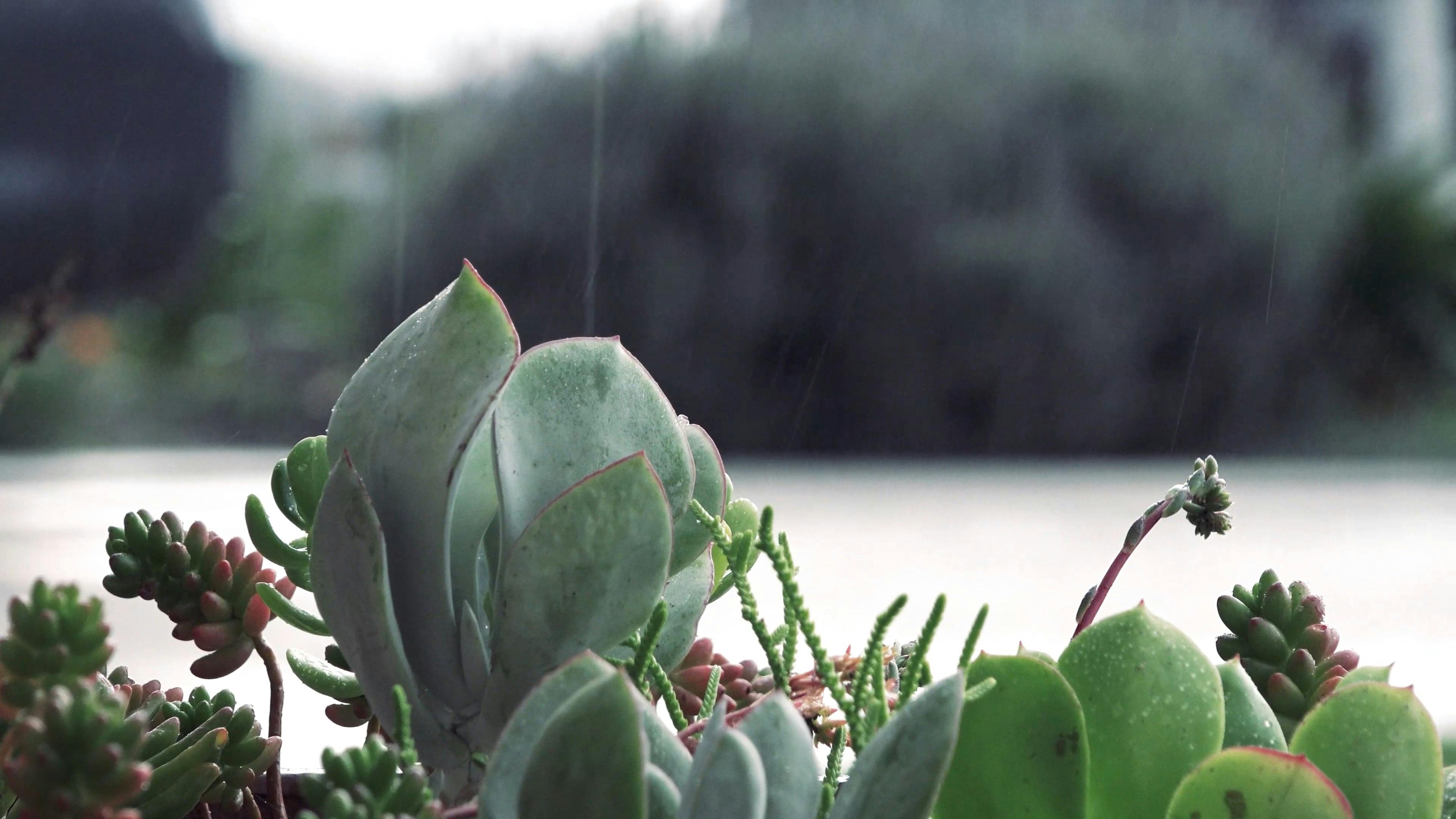 Close Up Shot of Rain Falling in to the Plants · Free Stock Video