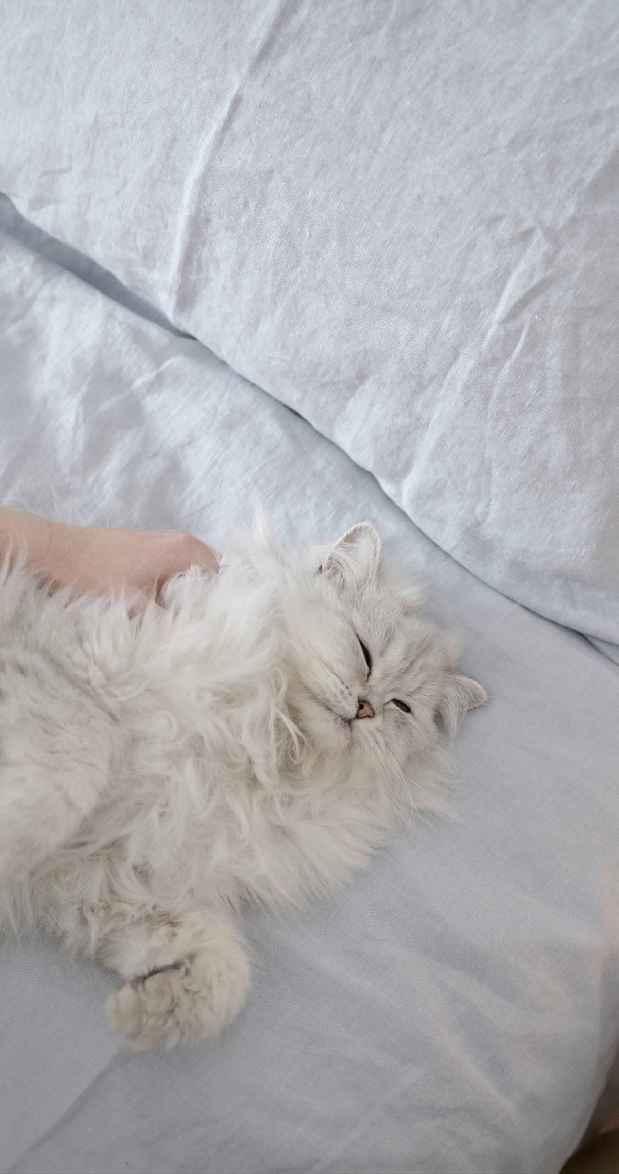 Cat Time Videos, Download The BEST Free 4k Stock Video Footage & Cat ...