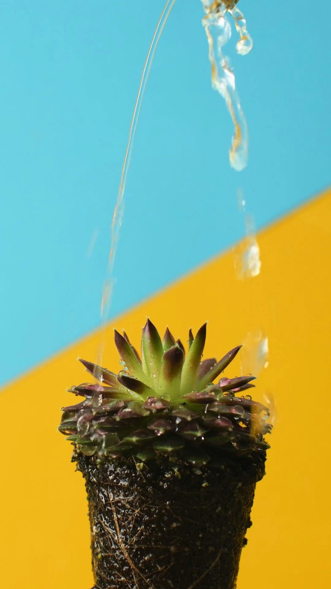 Colorful Background Videos, Download The BEST Free 4k Stock Video ...